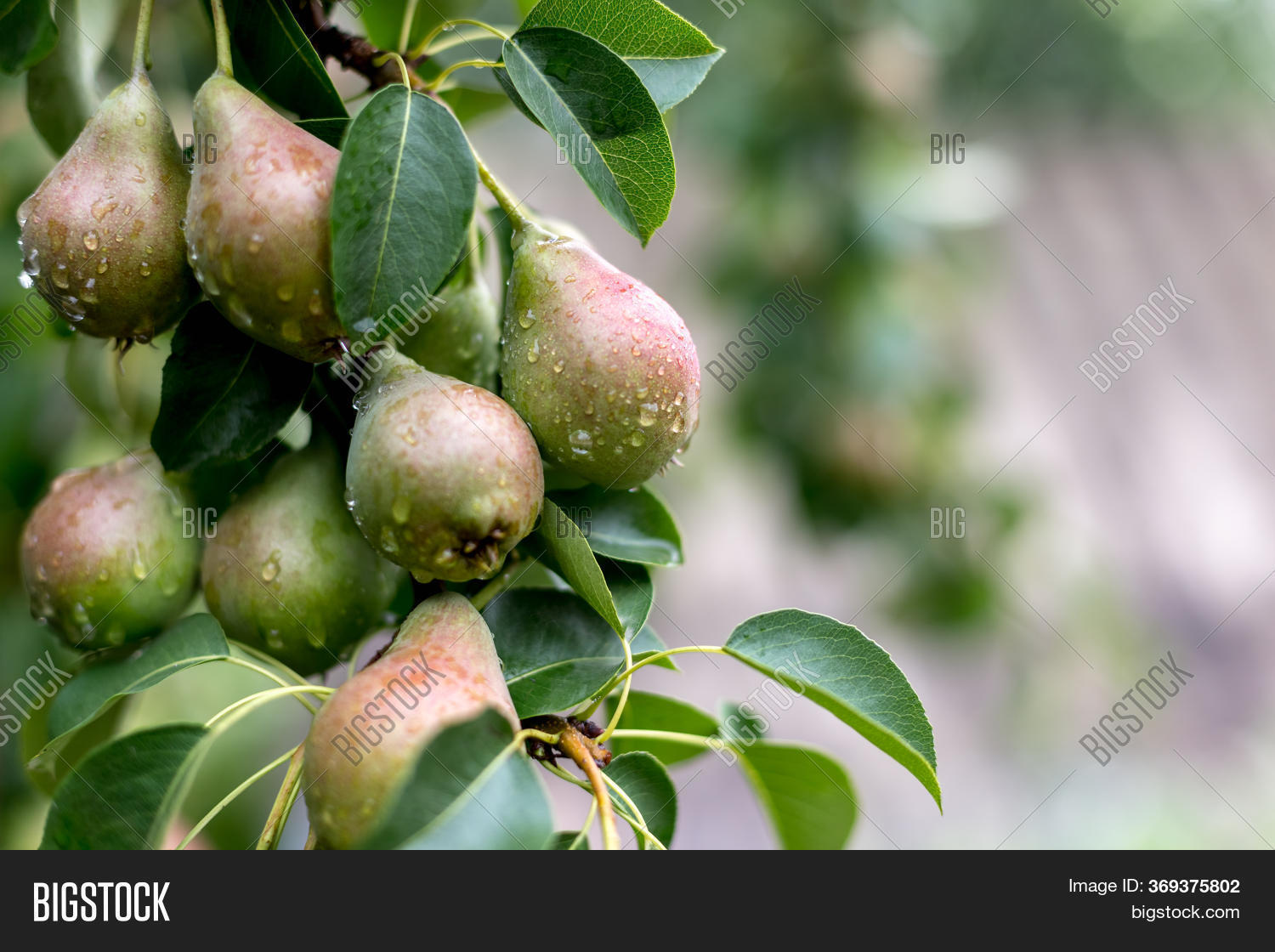 Green Pear On Tree Image & Photo (Free Trial) | Bigstock