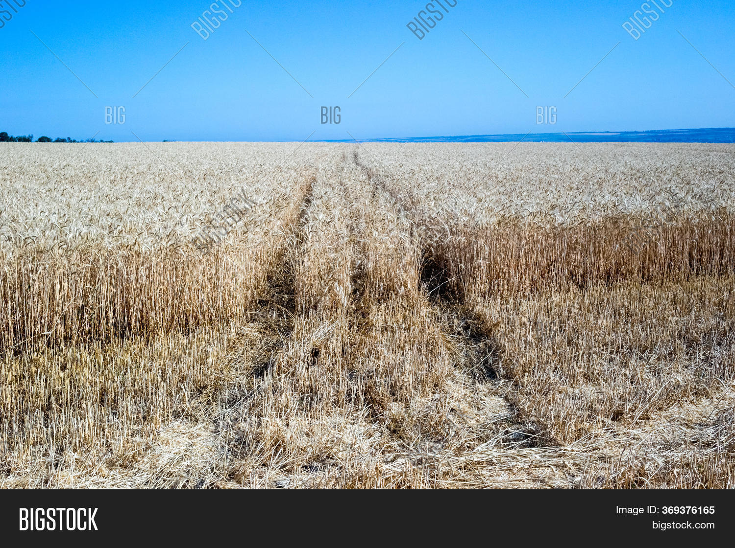 Wheat On Field. Plant Image & Photo (Free Trial) | Bigstock