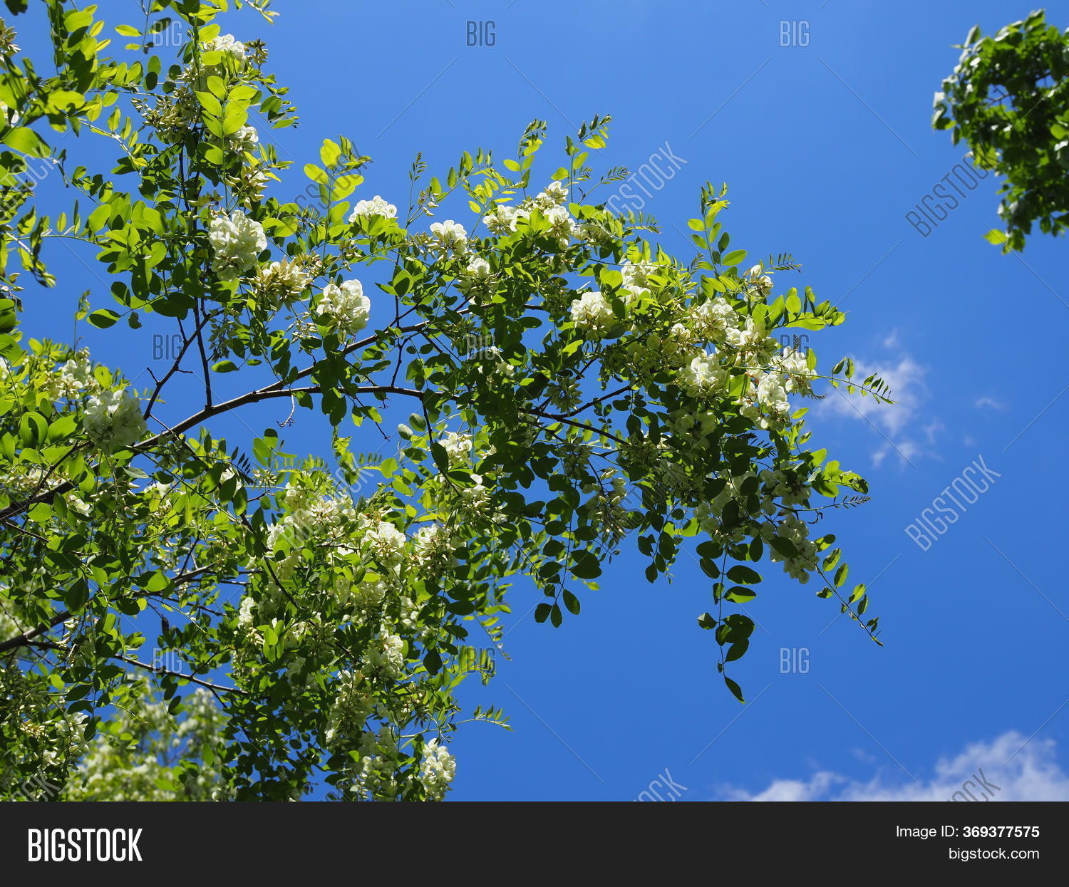 Blooming Acacia Tree Image & Photo (Free Trial) | Bigstock
