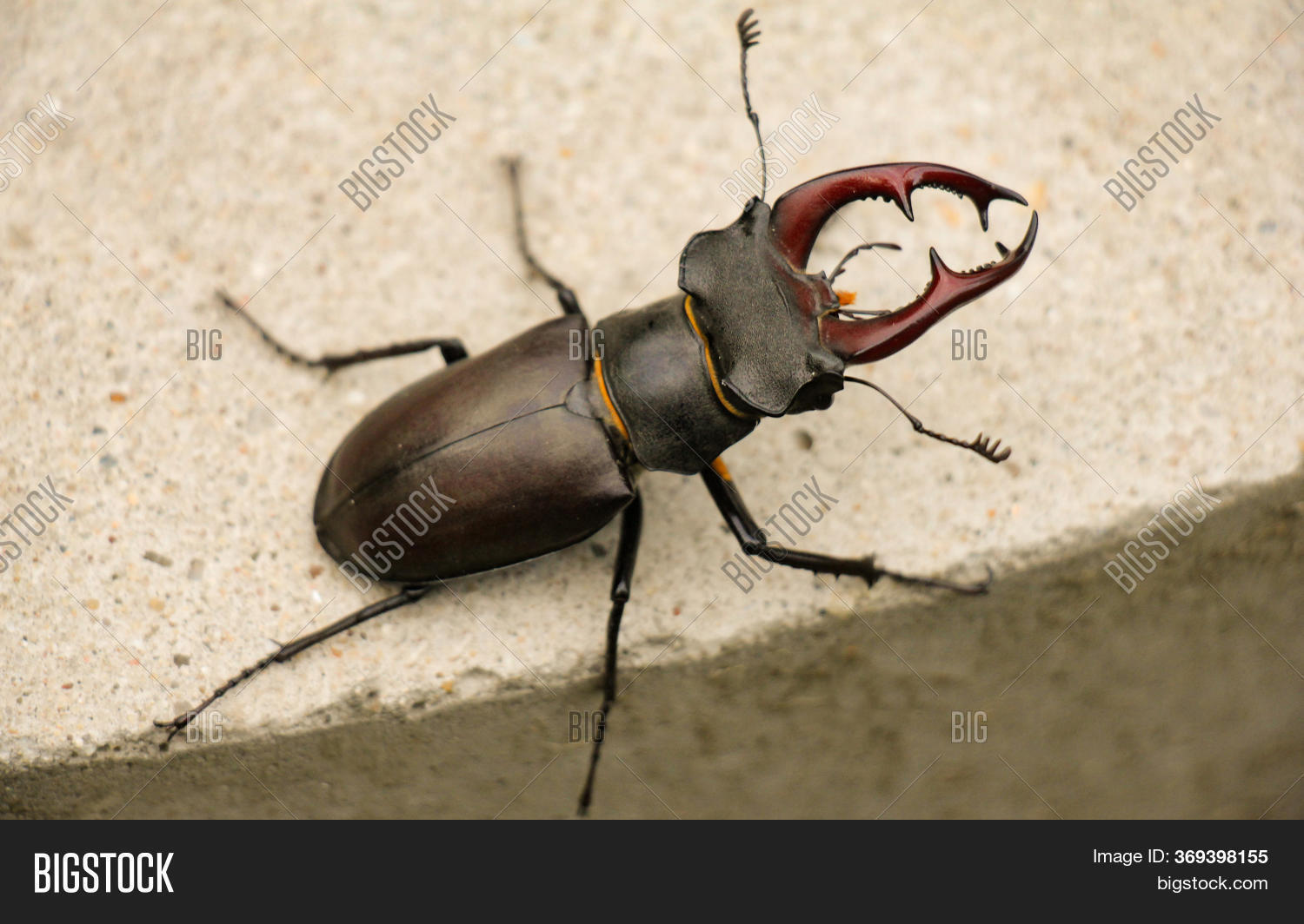 Close- Stag Beetle On Image & Photo (Free Trial) | Bigstock