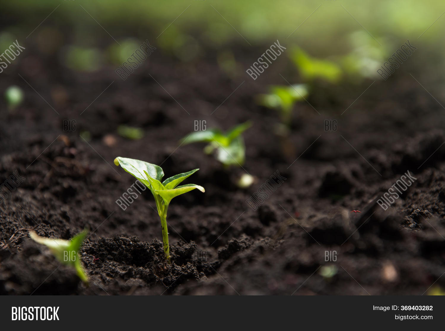 Sprouts Pepper Grow Image & Photo (Free Trial) | Bigstock