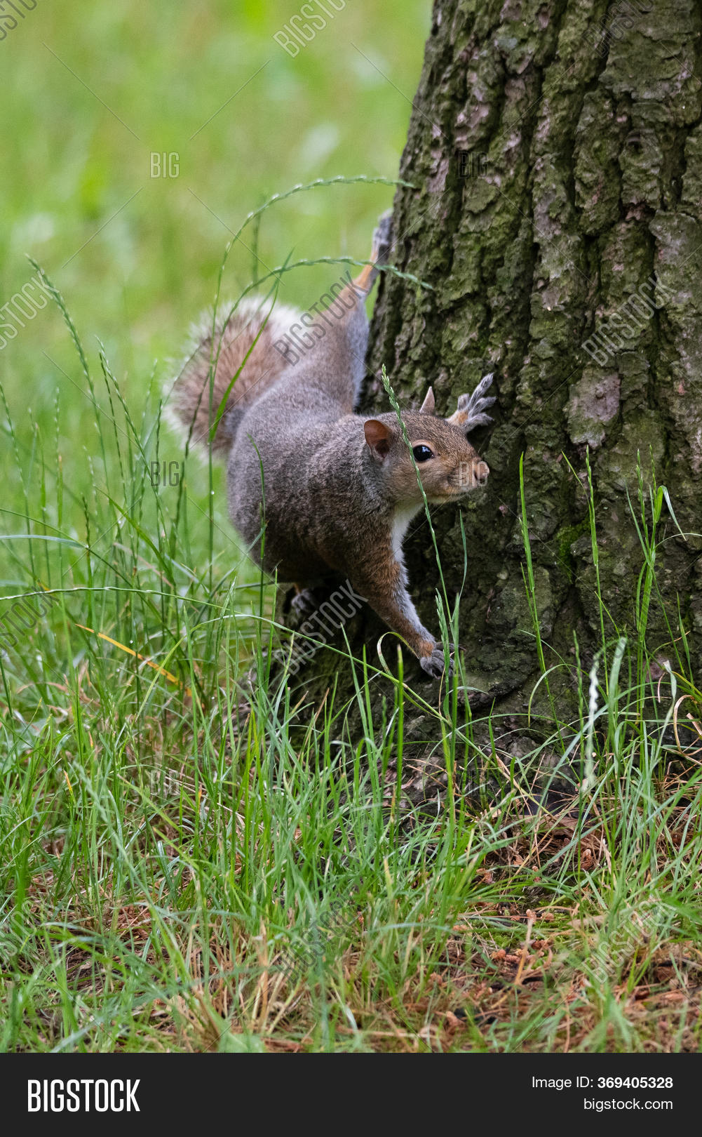 Gray Squirrel Foot Image & Photo (Free Trial) | Bigstock