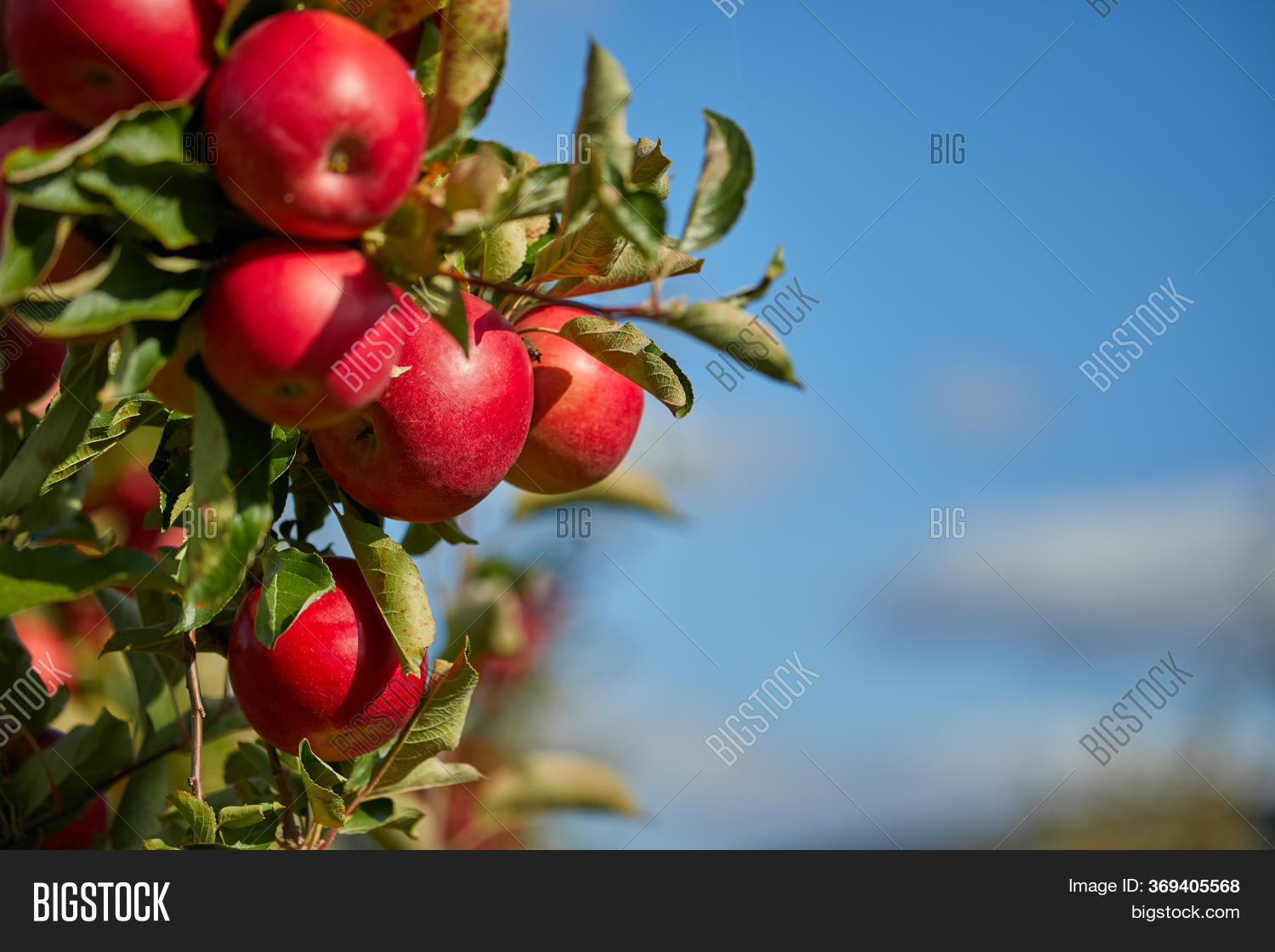 Juicy Red Apples Image & Photo (Free Trial) | Bigstock