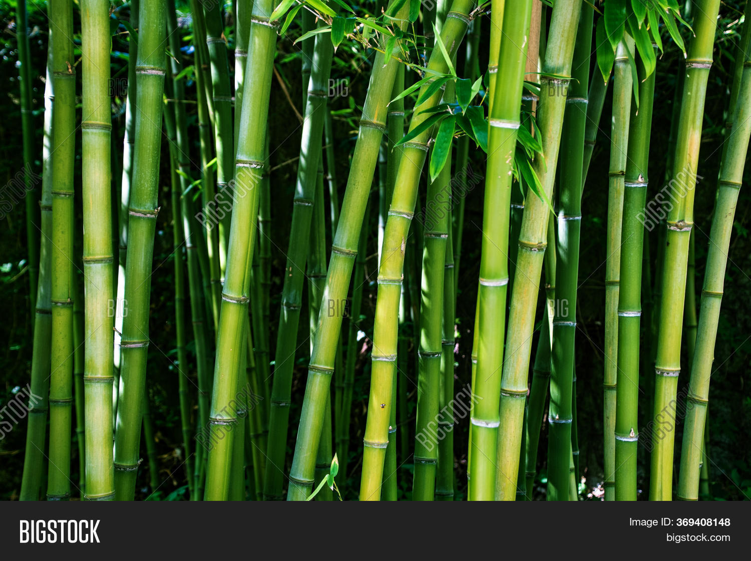 Bamboo Branch Bamboo Image & Photo (Free Trial) | Bigstock