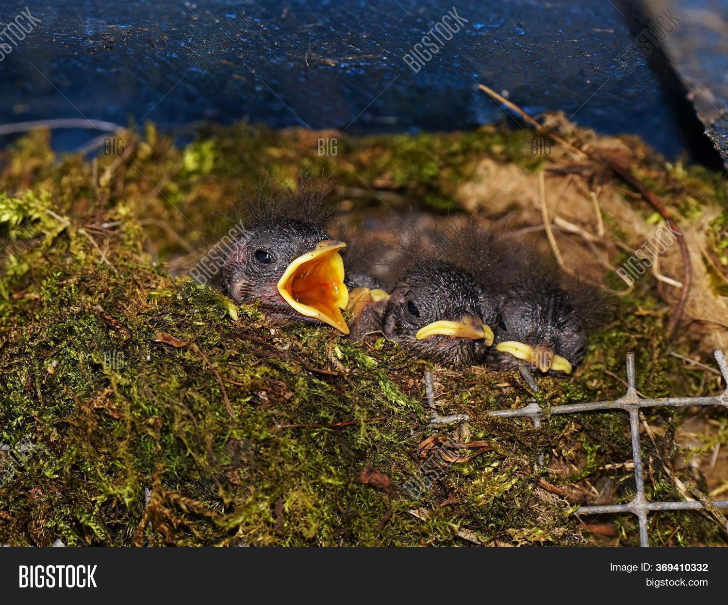 Chick Wren Nest May Image & Photo (Free Trial) | Bigstock