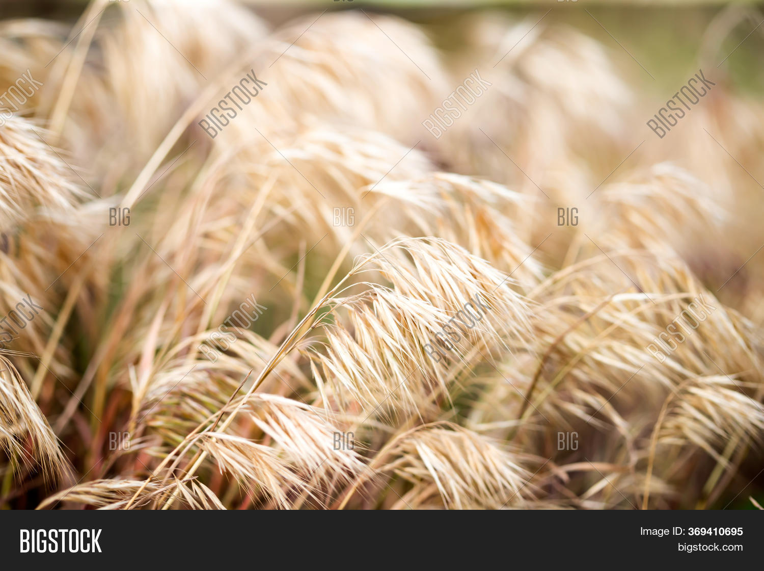 Abstract Yellow Grass Image & Photo (Free Trial) | Bigstock