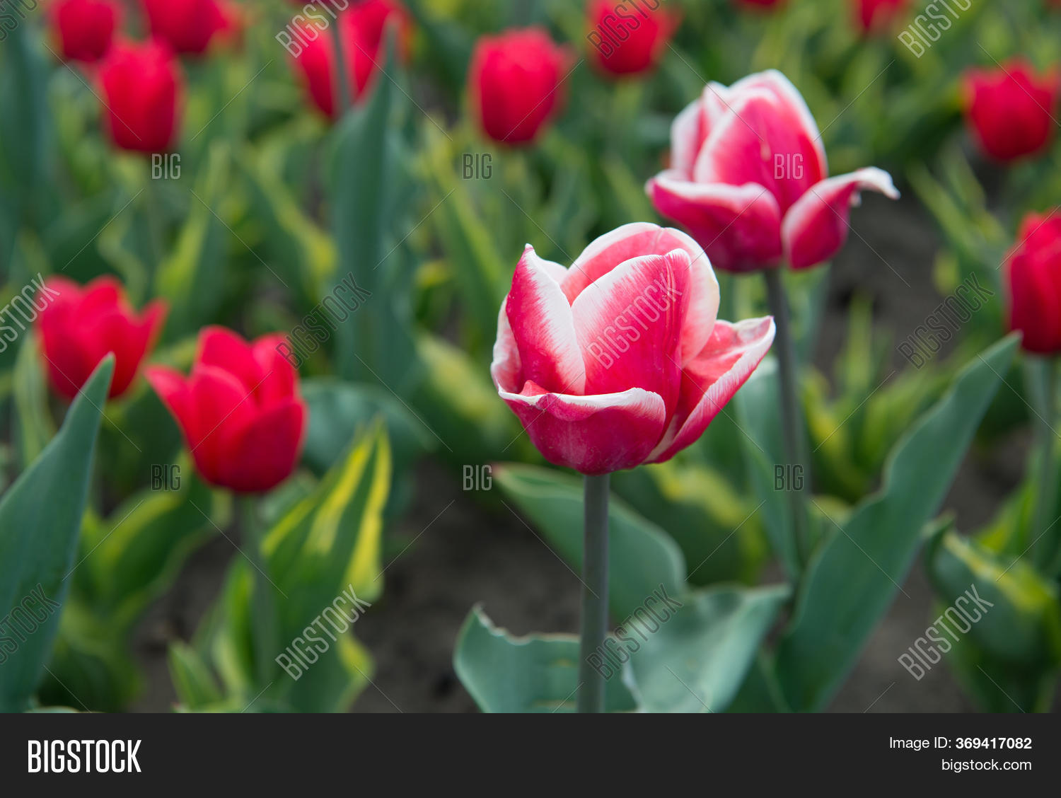New Flowers. Fresh Image & Photo (Free Trial) | Bigstock