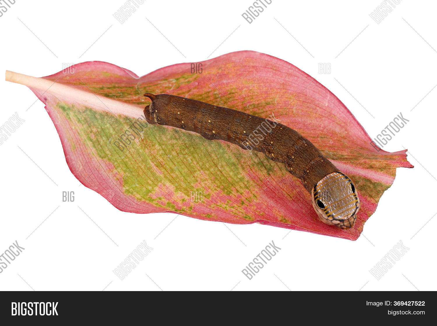 Big Butterfly Worm Image & Photo (Free Trial) | Bigstock