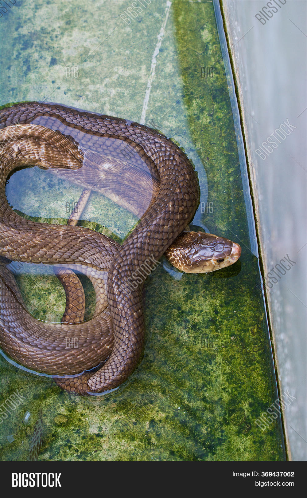 King Cobra Trainer, Image & Photo (Free Trial) | Bigstock
