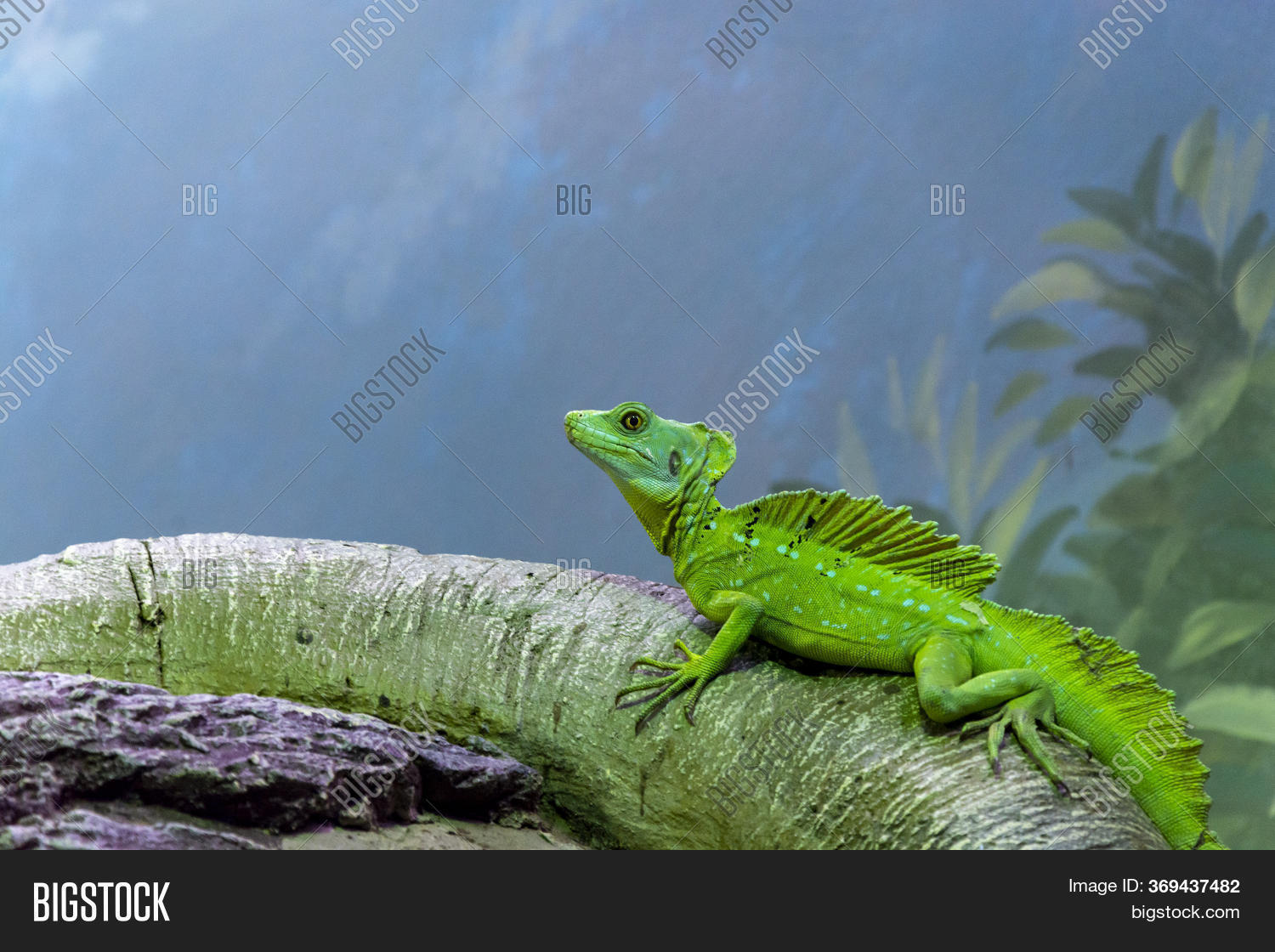 Green Lizard Resting Image & Photo (Free Trial) | Bigstock