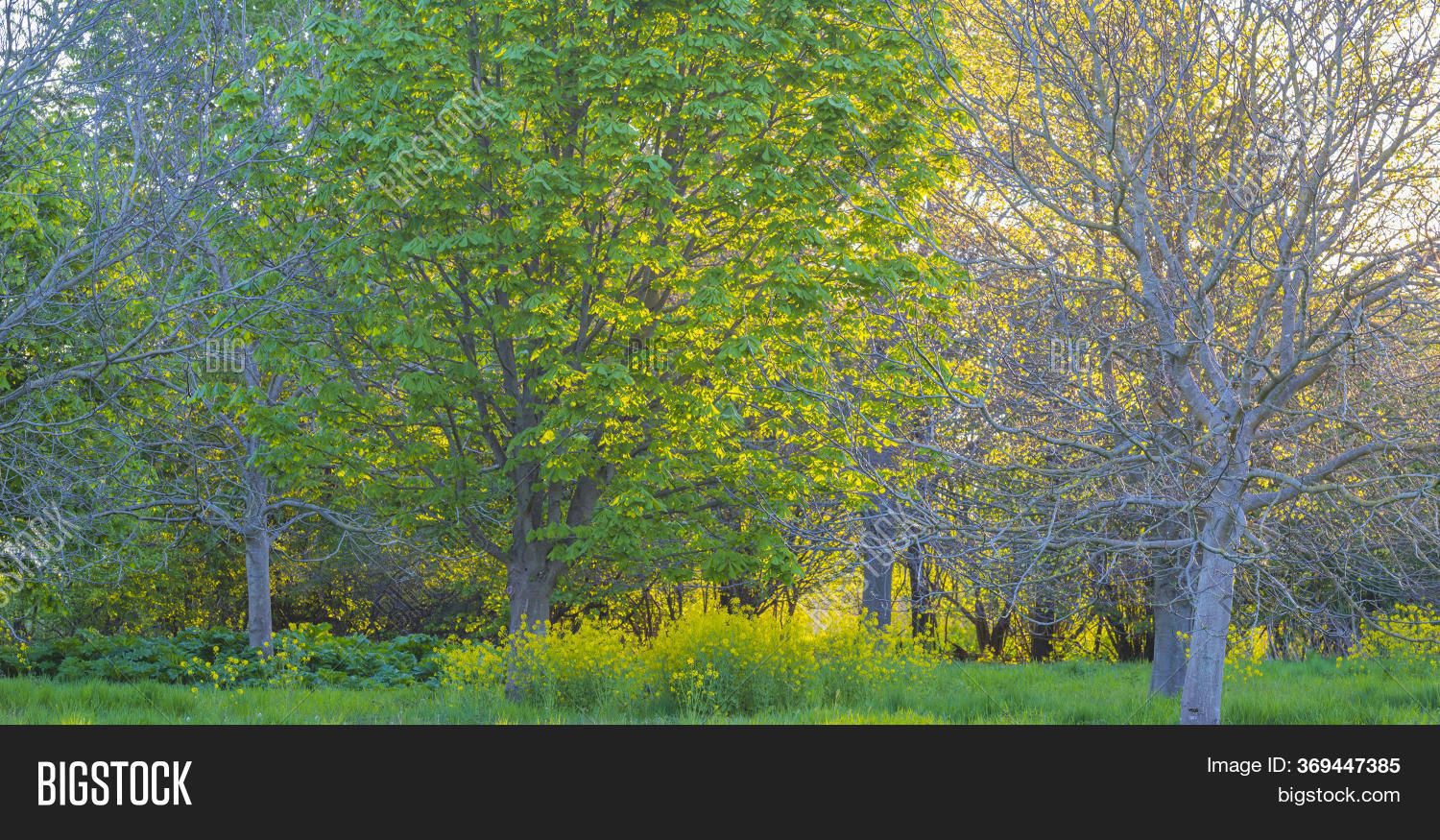 Spring Air Lush Green Image & Photo (Free Trial) | Bigstock