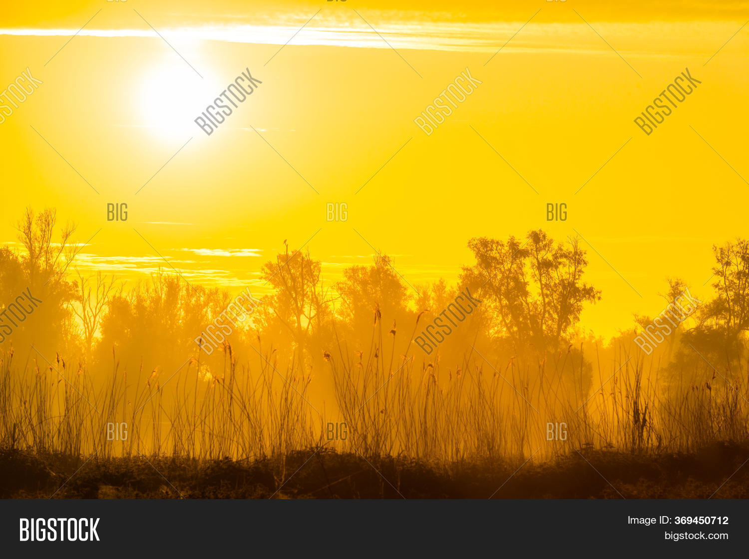 Reed Along Edge Sunlit Image & Photo (Free Trial) | Bigstock