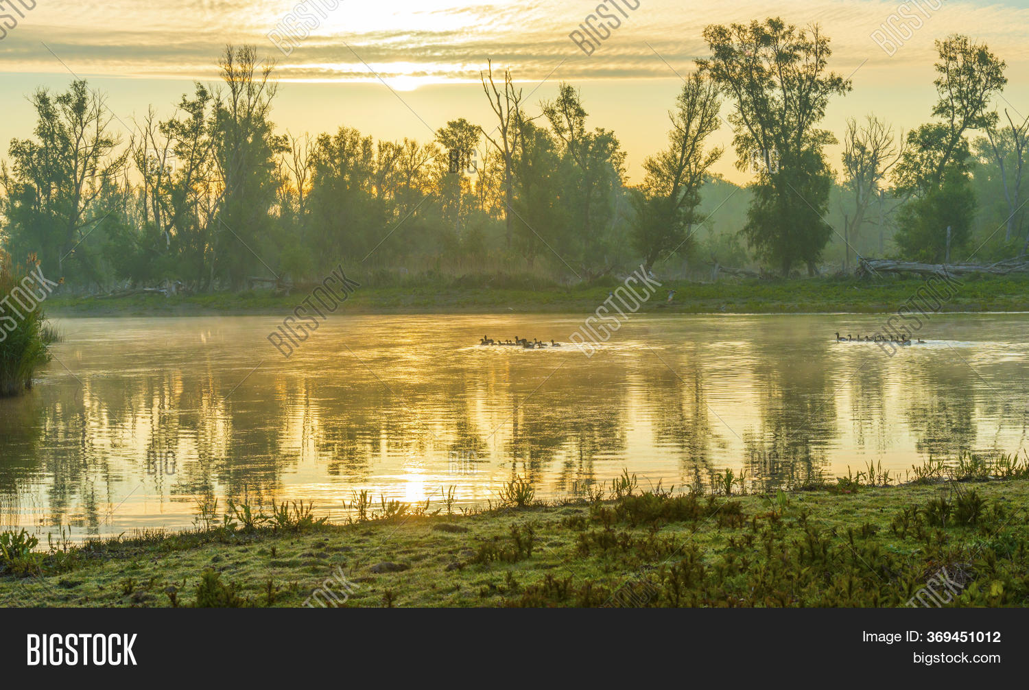 Reed Along Edge Sunlit Image & Photo (Free Trial) | Bigstock