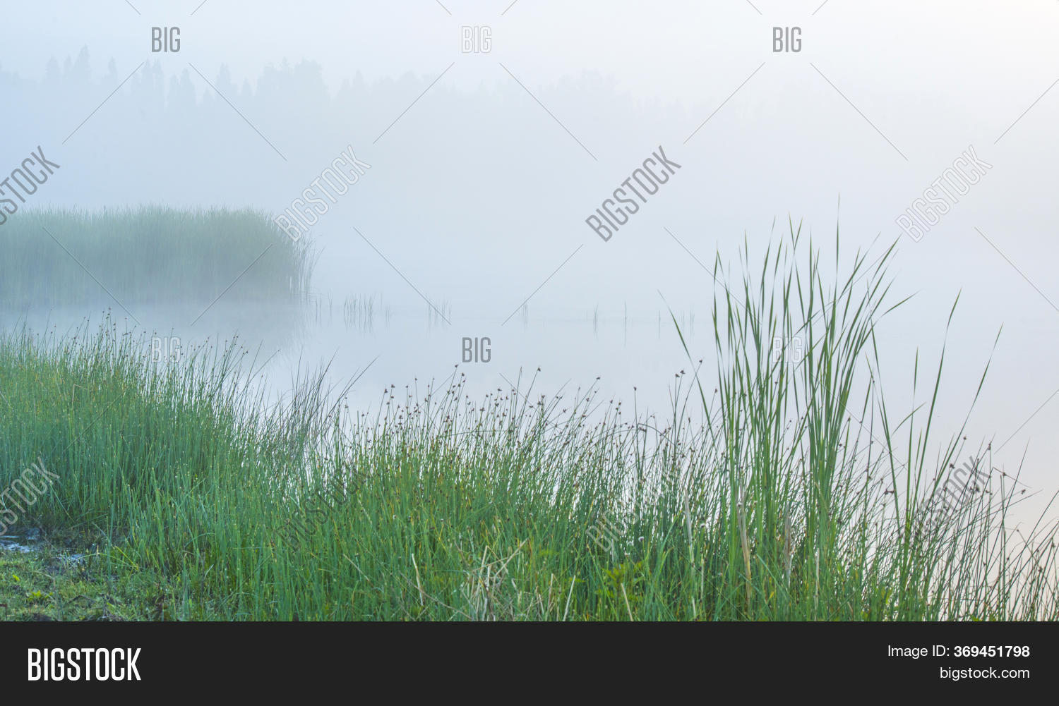 Reed Along Edge Sunlit Image & Photo (Free Trial) | Bigstock