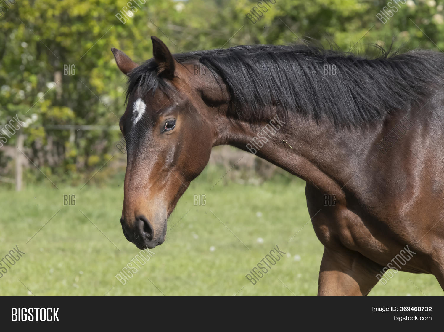 Head Stallion Horses, Image & Photo (Free Trial) | Bigstock