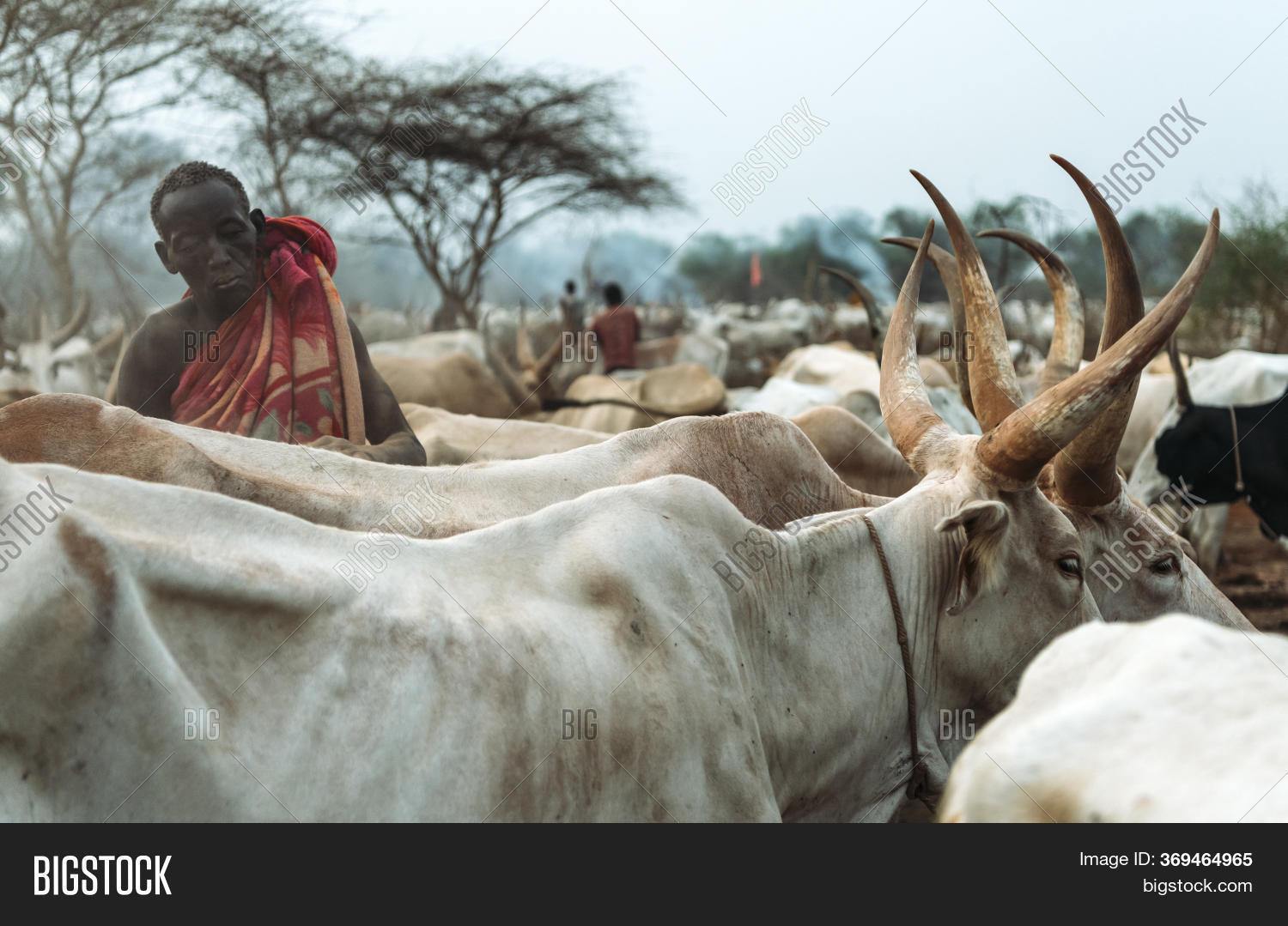 Mundari Tribe, South Image & Photo (Free Trial) | Bigstock