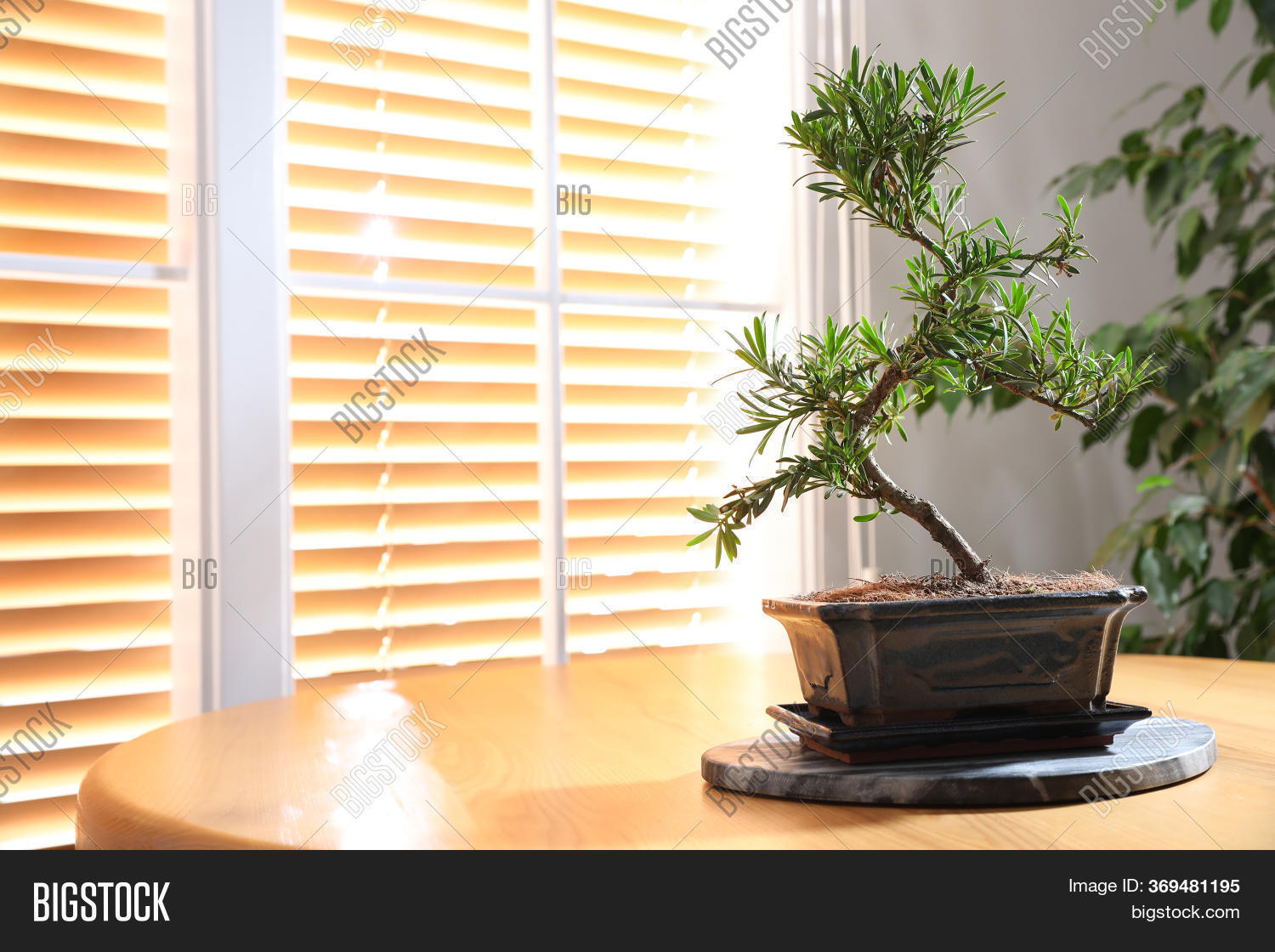 Japanese Bonsai Plant Image & Photo (Free Trial) | Bigstock