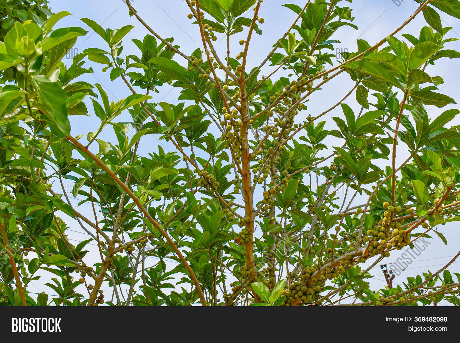 Plenty Fig Fruits On Image & Photo (Free Trial) | Bigstock