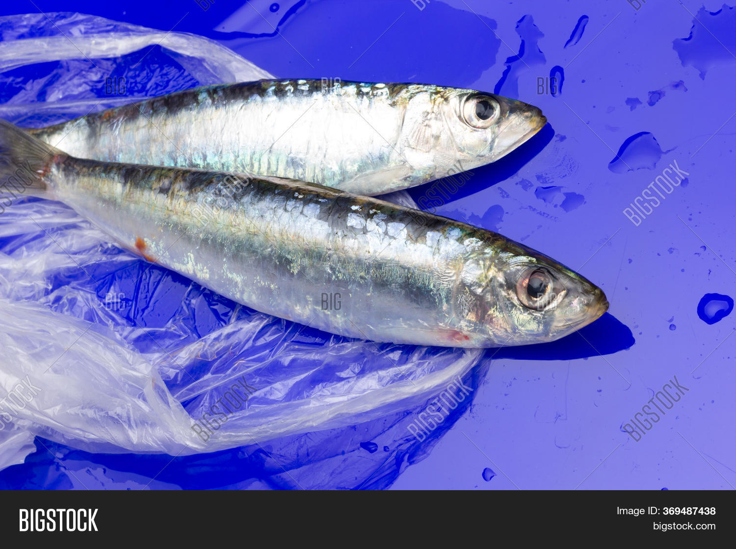 Sardine Healthy Fish Image & Photo (Free Trial) | Bigstock