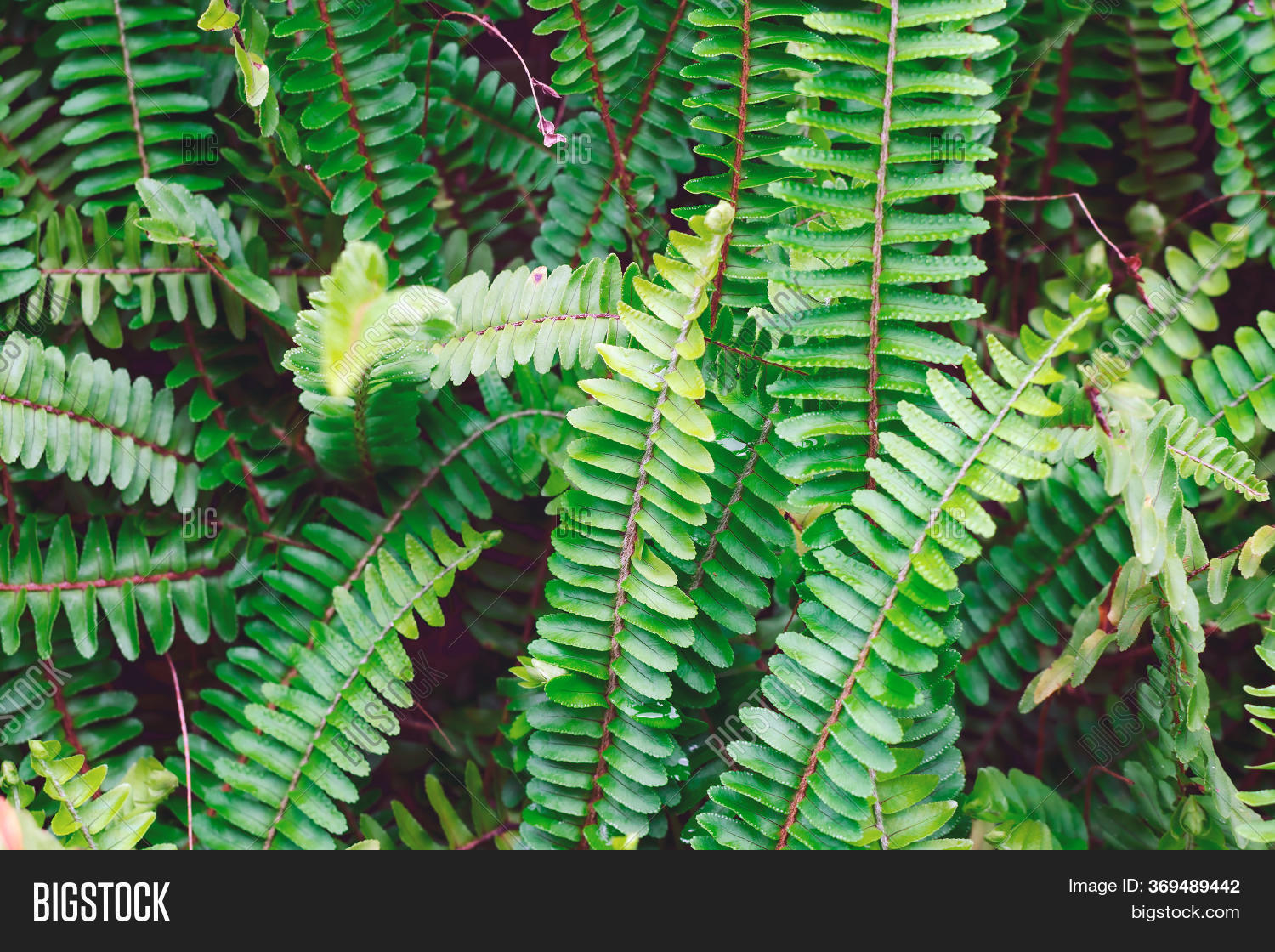 Ferns Forest. Top View Image & Photo (Free Trial) | Bigstock