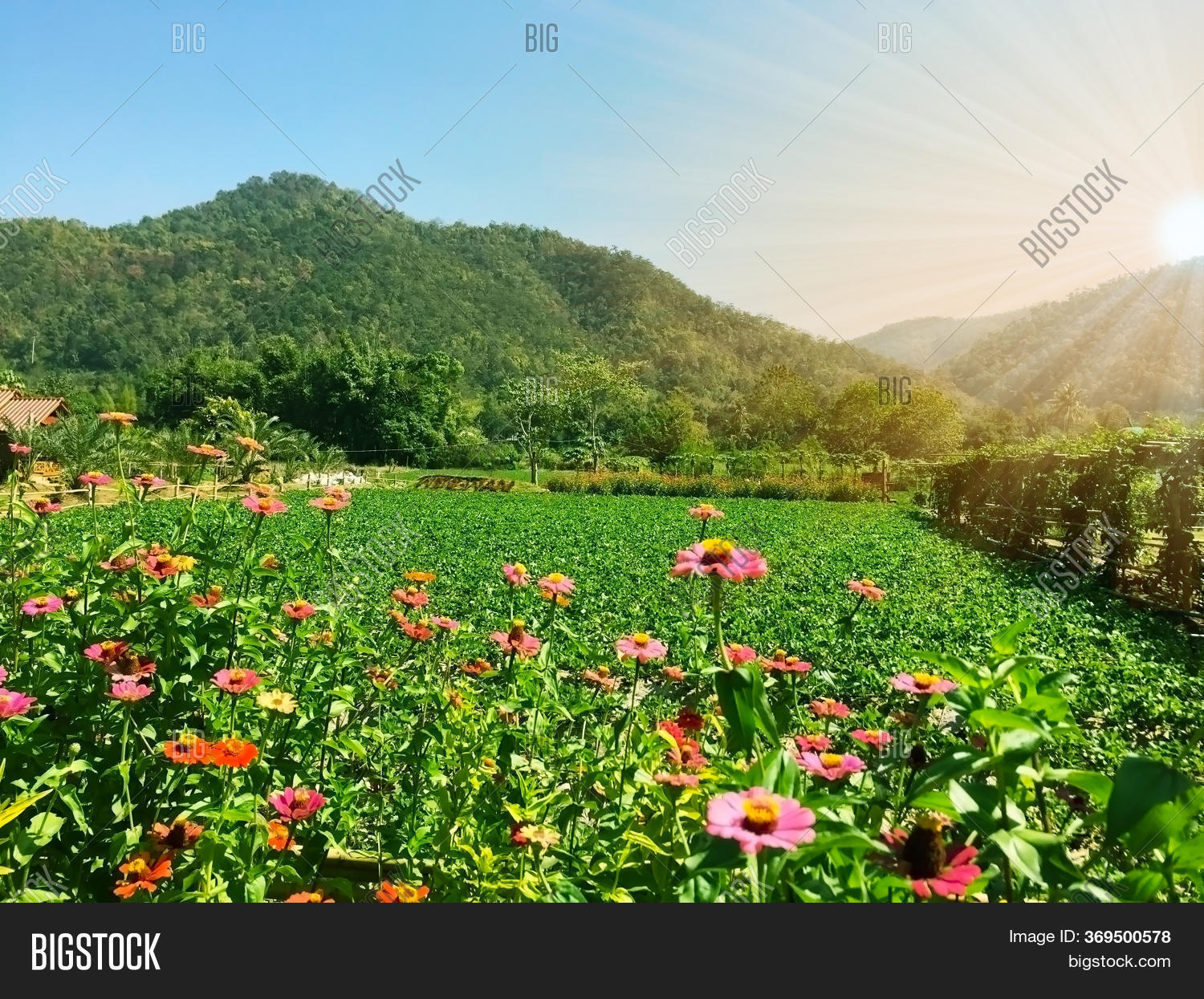 Small Land Strawberry Image & Photo (Free Trial) | Bigstock