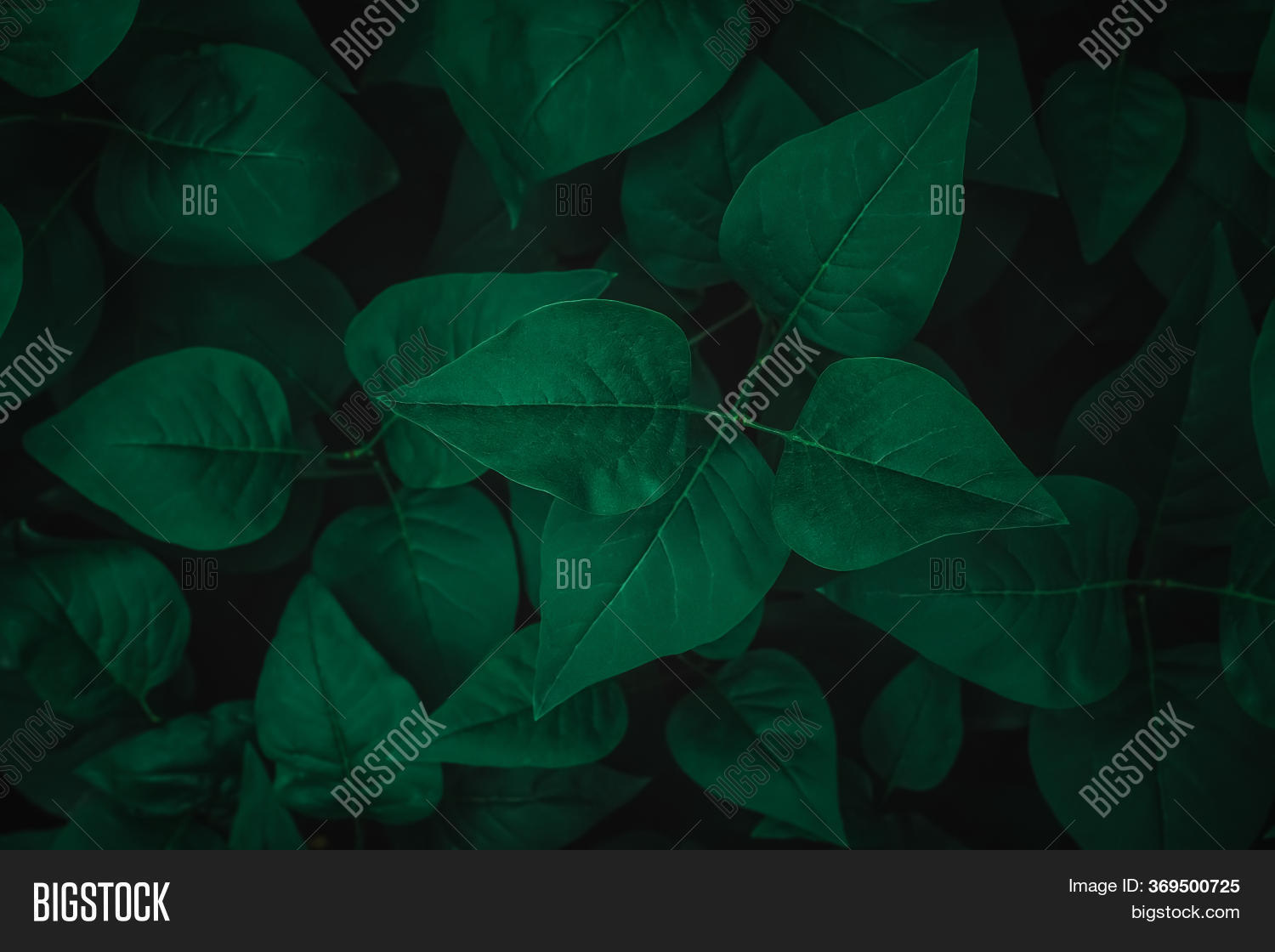Natural Fresh Foliage Image & Photo (Free Trial) | Bigstock
