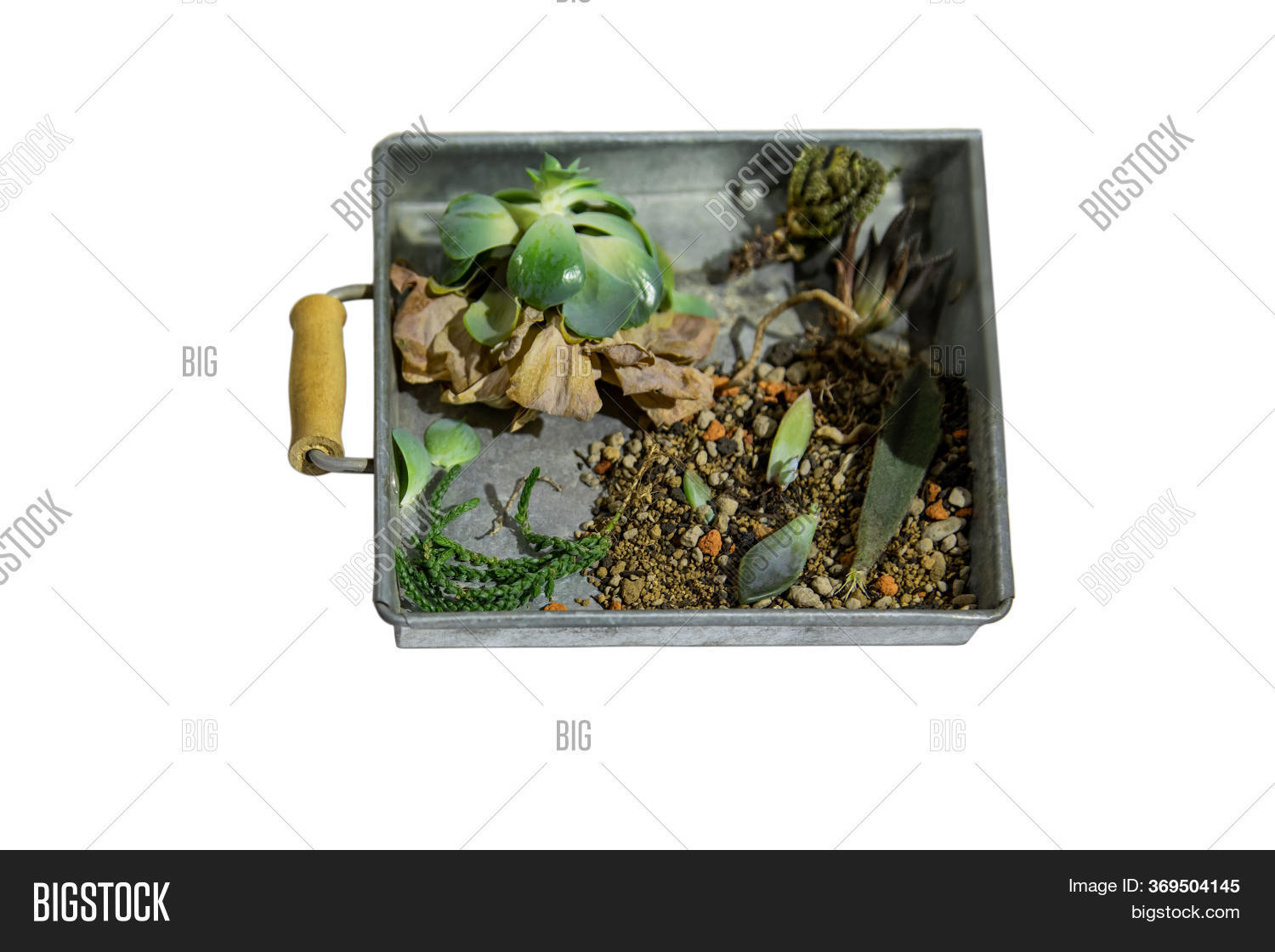 Plants Box Herbarium Image & Photo (Free Trial) | Bigstock