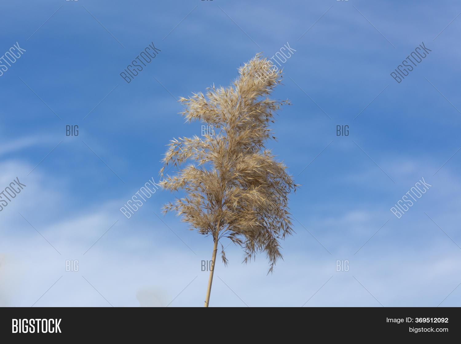 Reed Branch, Spring, Image & Photo (Free Trial) | Bigstock