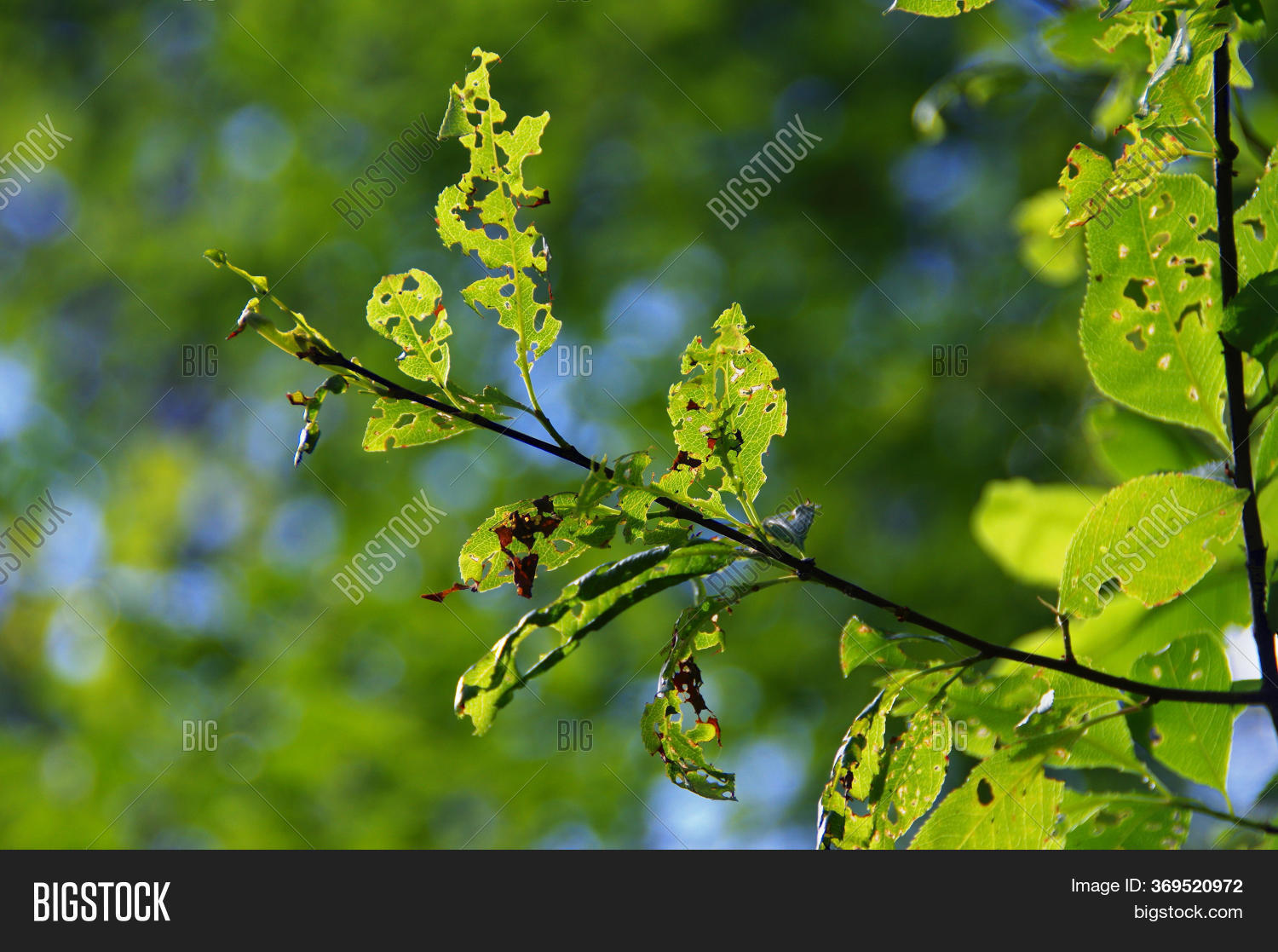 Tree Leaves Gnawed By Image & Photo (Free Trial) | Bigstock