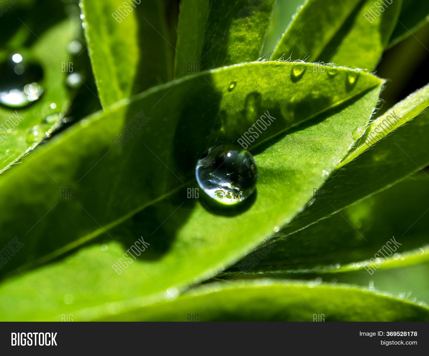 Dewdrop On Green Leaf Image & Photo (Free Trial) | Bigstock