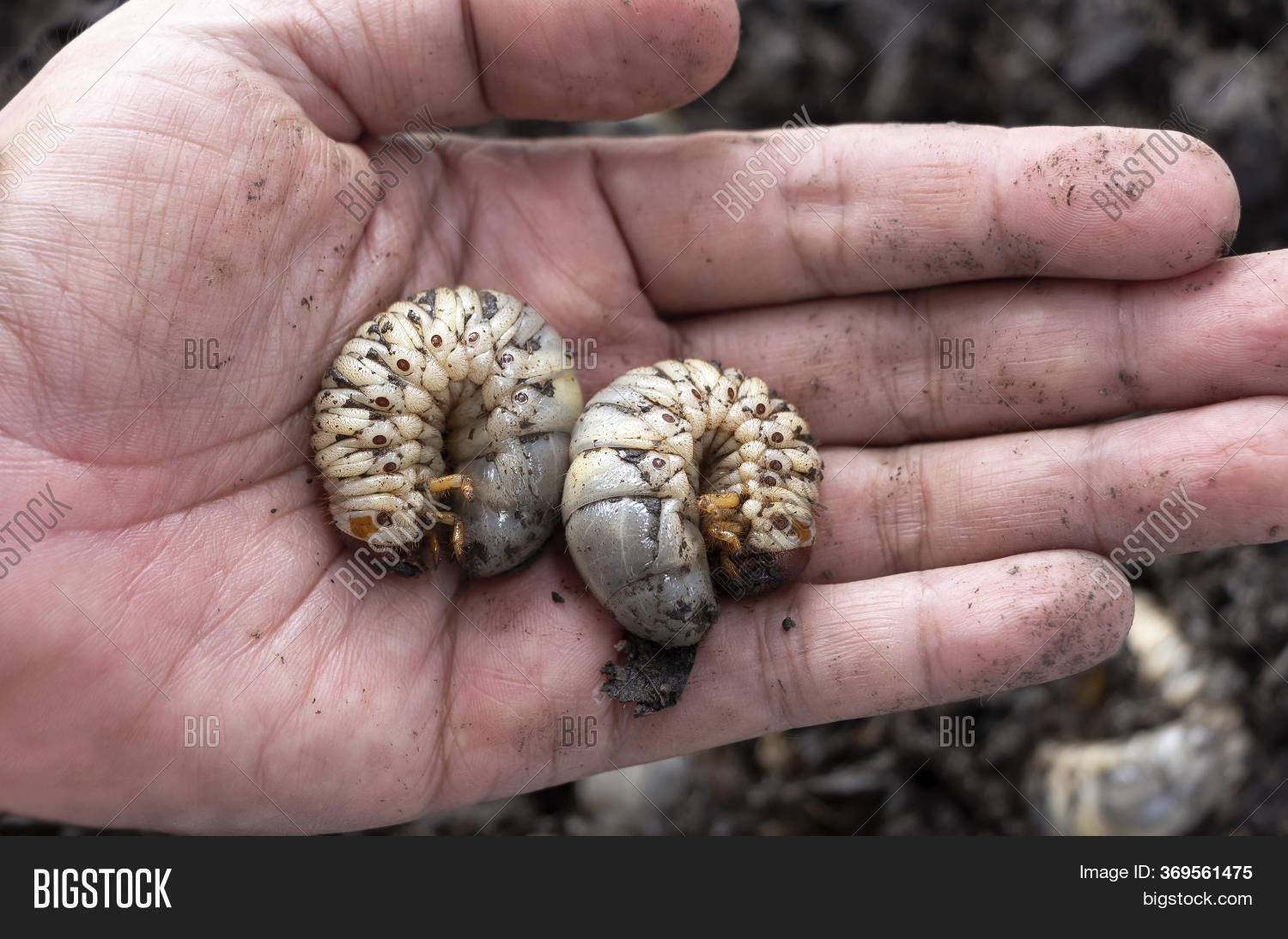 Beetle Larvae (grub) Image & Photo (Free Trial) | Bigstock