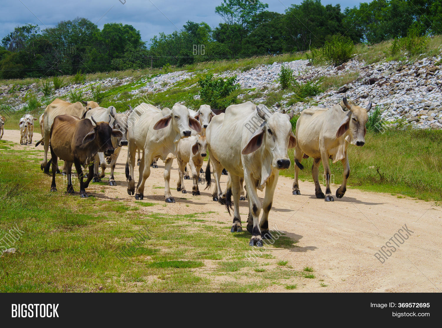 Zebu Long-horned Image & Photo (Free Trial) | Bigstock