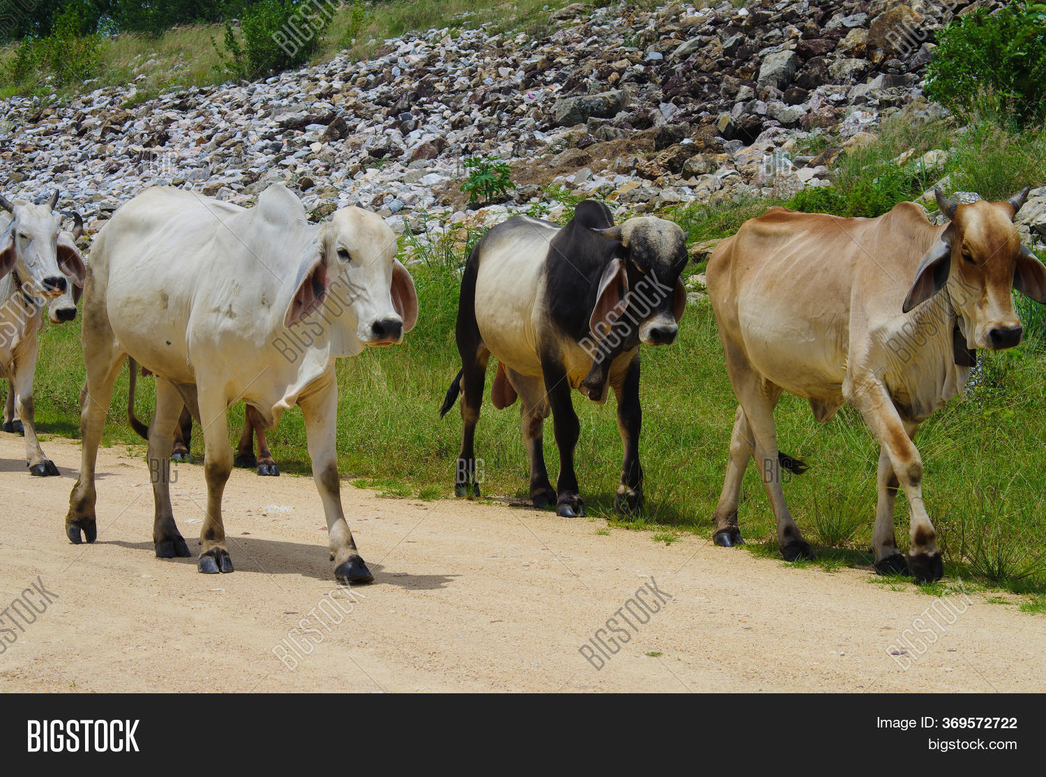 Zebu Long-horned Image & Photo (Free Trial) | Bigstock