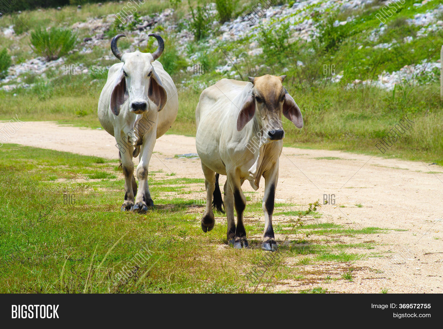 Zebu Long-horned Image & Photo (Free Trial) | Bigstock