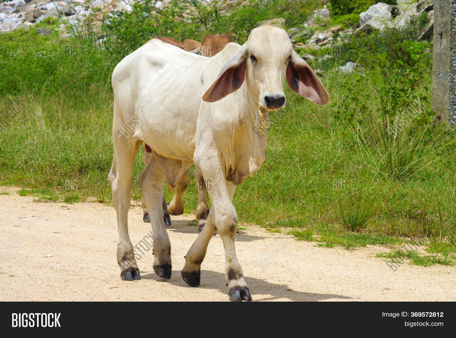 Zebu Long-horned Image & Photo (Free Trial) | Bigstock