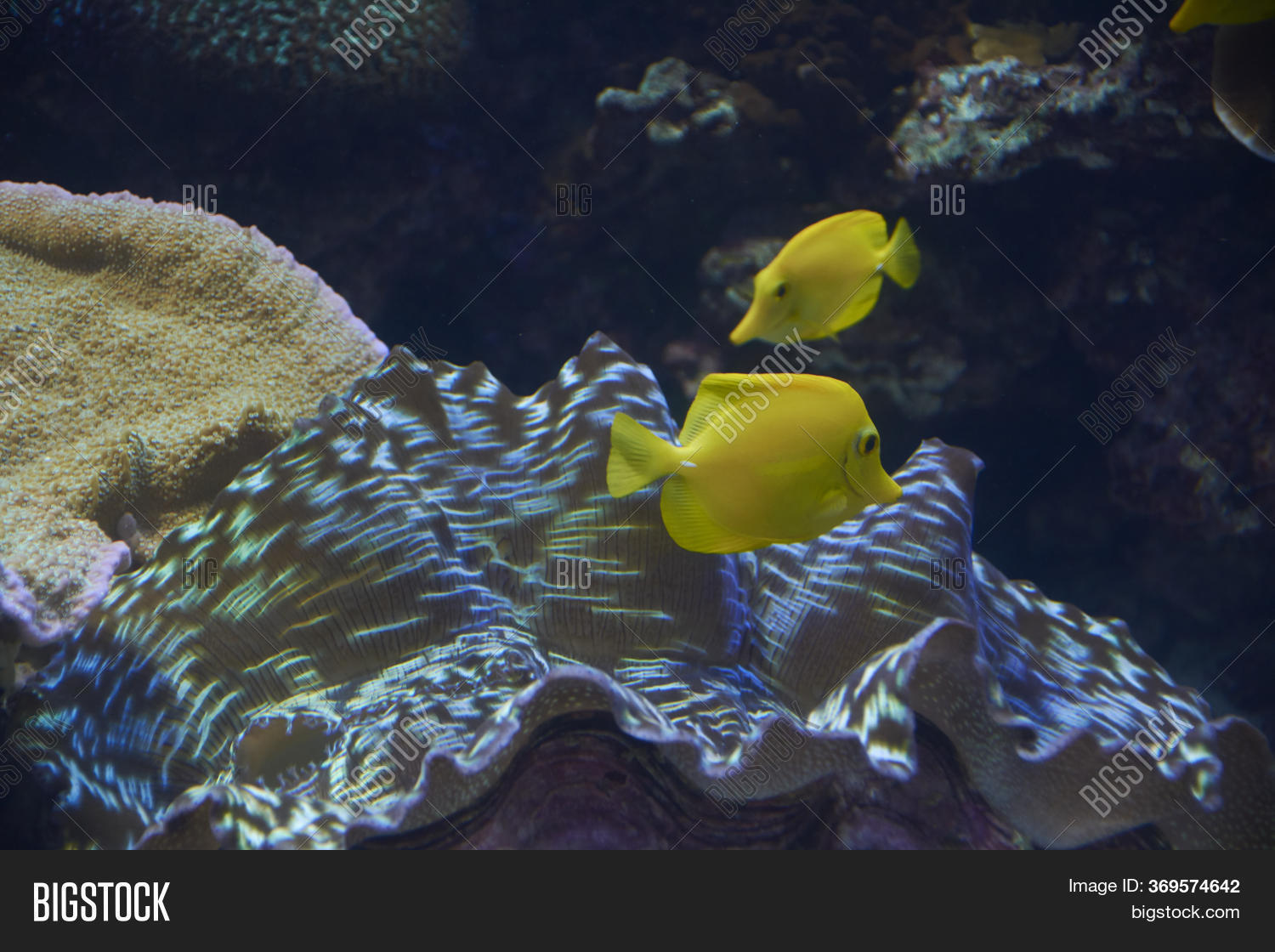 Two Small Yellow Fish Image & Photo (Free Trial) | Bigstock