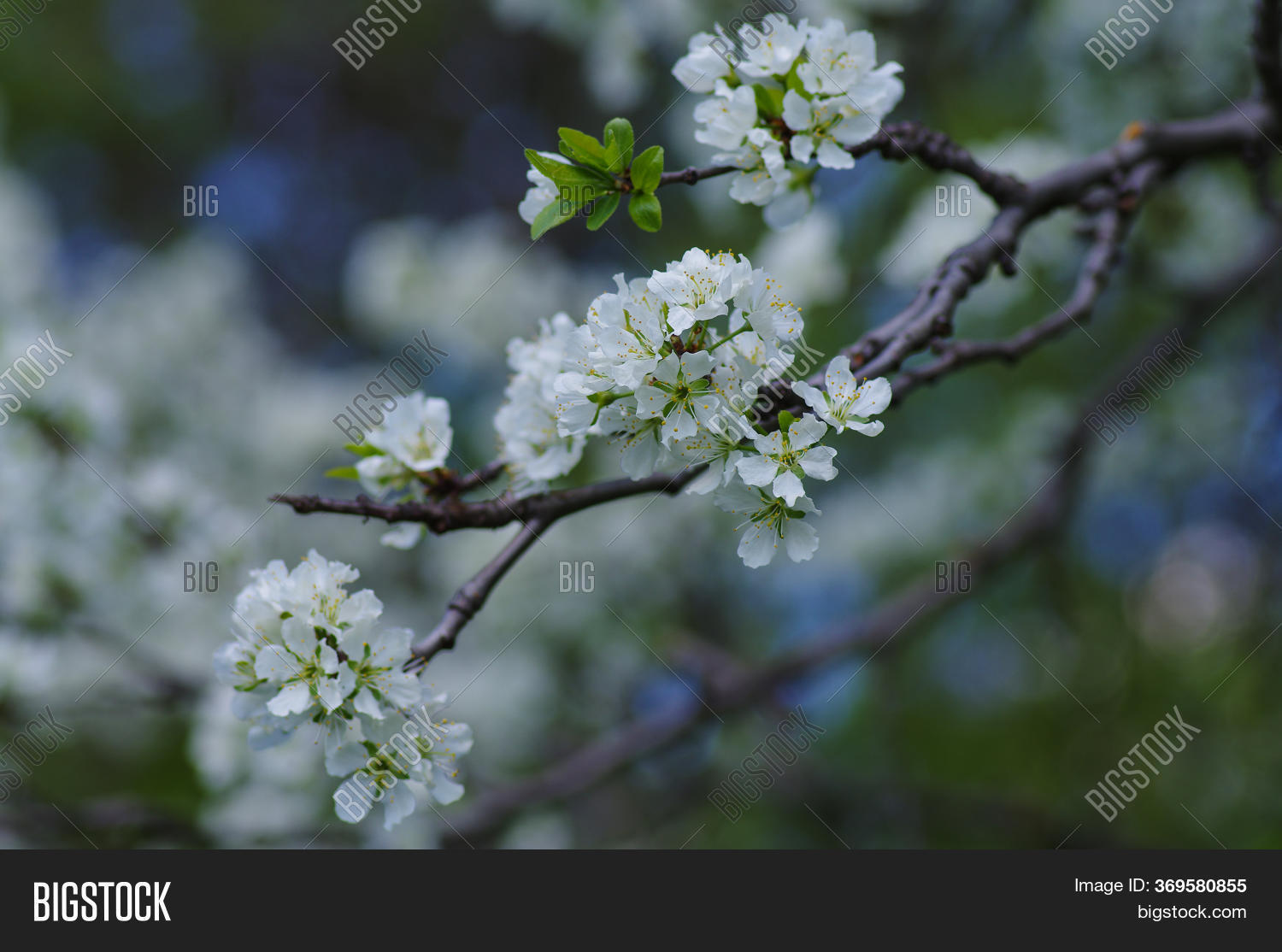 Blooming White Plum Image & Photo (Free Trial) | Bigstock