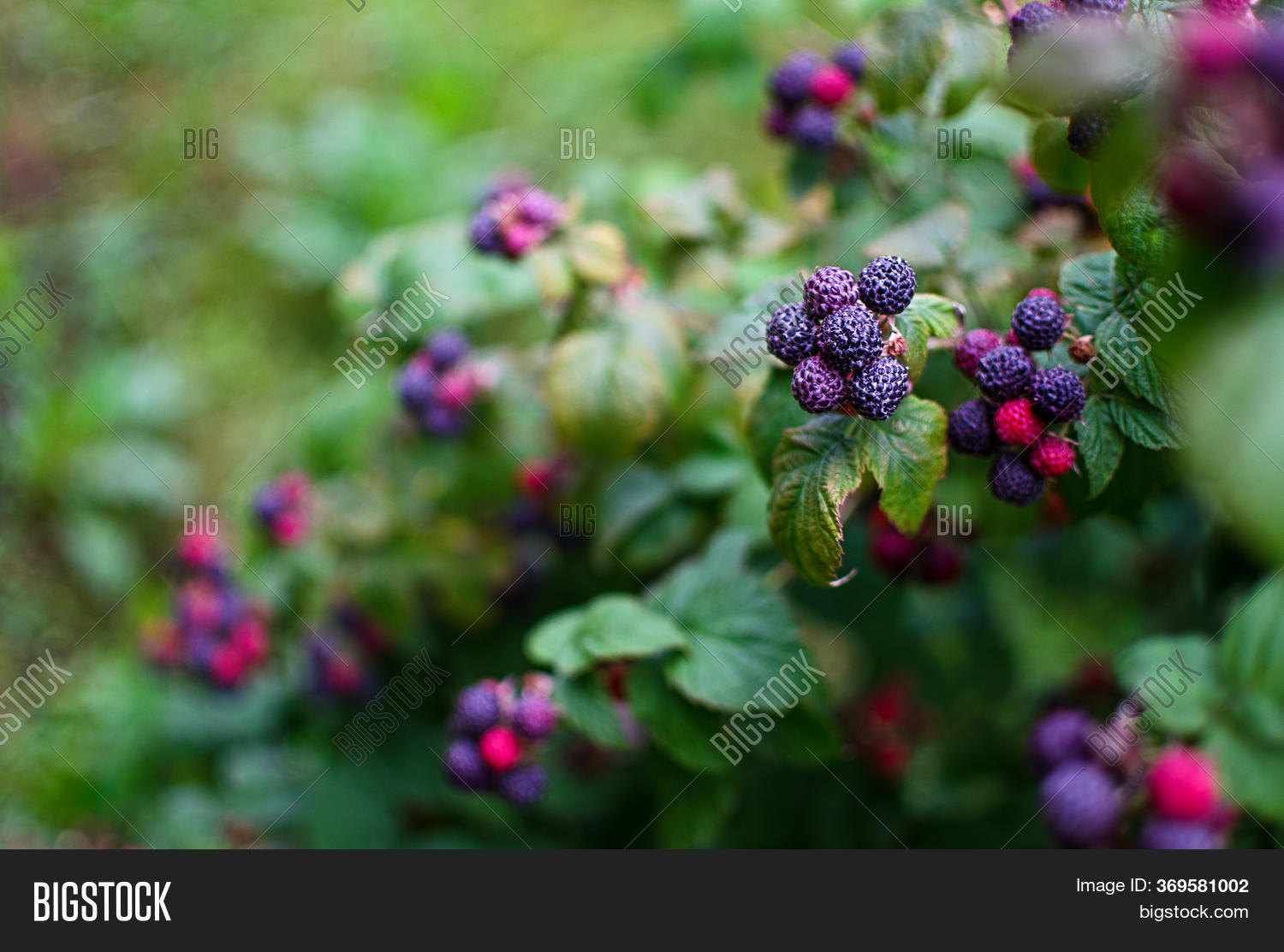 Raspberry Shrub 1-2 M Image & Photo (Free Trial) | Bigstock