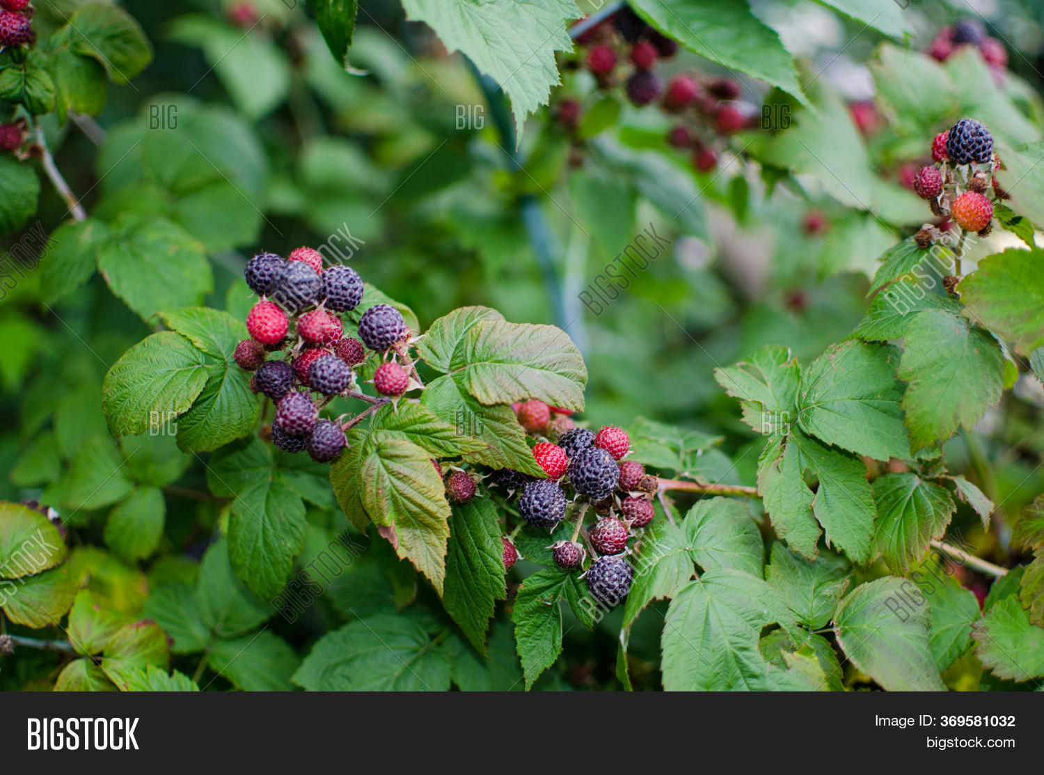 Raspberry Shrub 1-2 M Image & Photo (Free Trial) | Bigstock