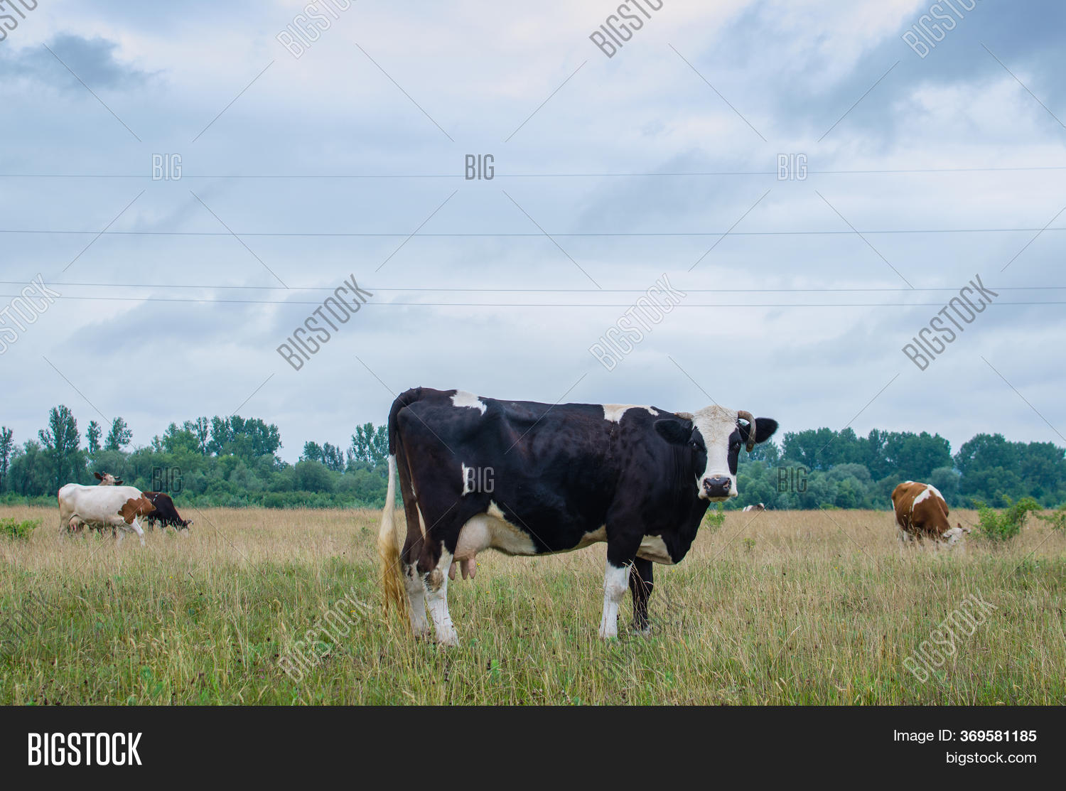 Word "cow" Means Image & Photo (Free Trial) | Bigstock