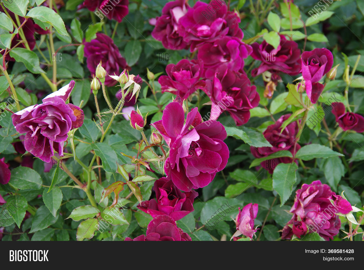 Purple Rose Garden Image & Photo (Free Trial) | Bigstock