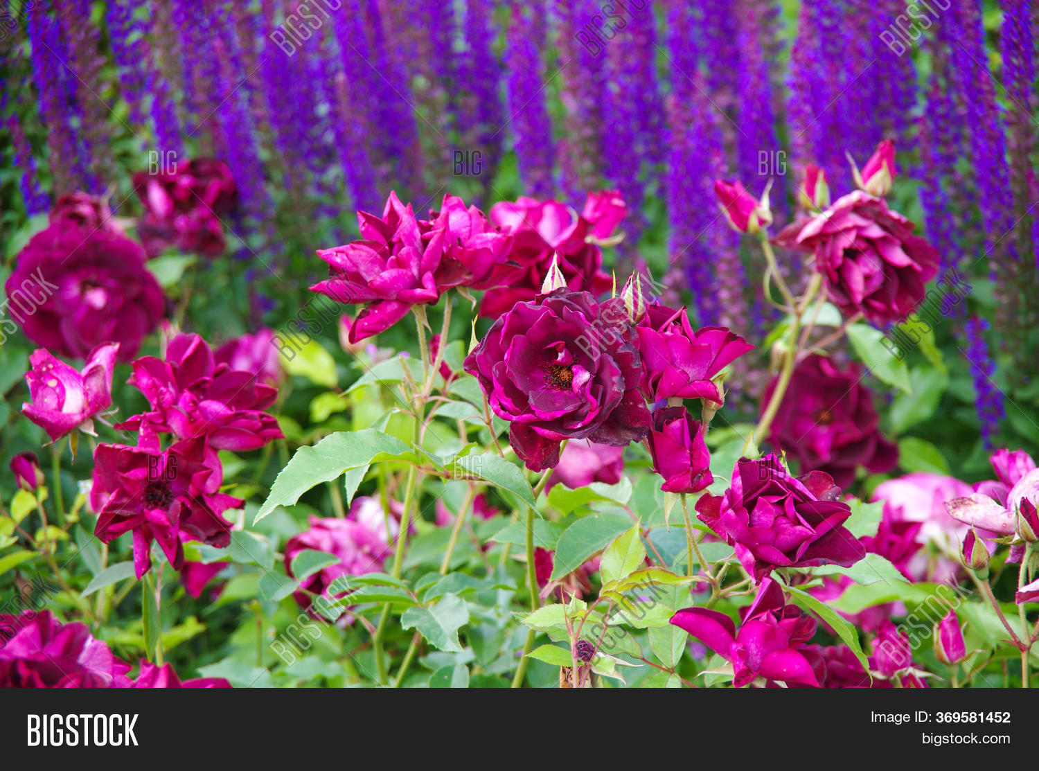 Purple Rose Sage Image & Photo (Free Trial) | Bigstock