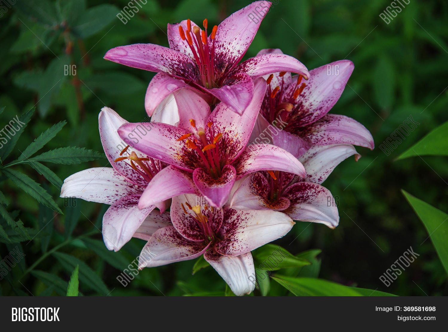 Lilium Garden Image & Photo (Free Trial) | Bigstock