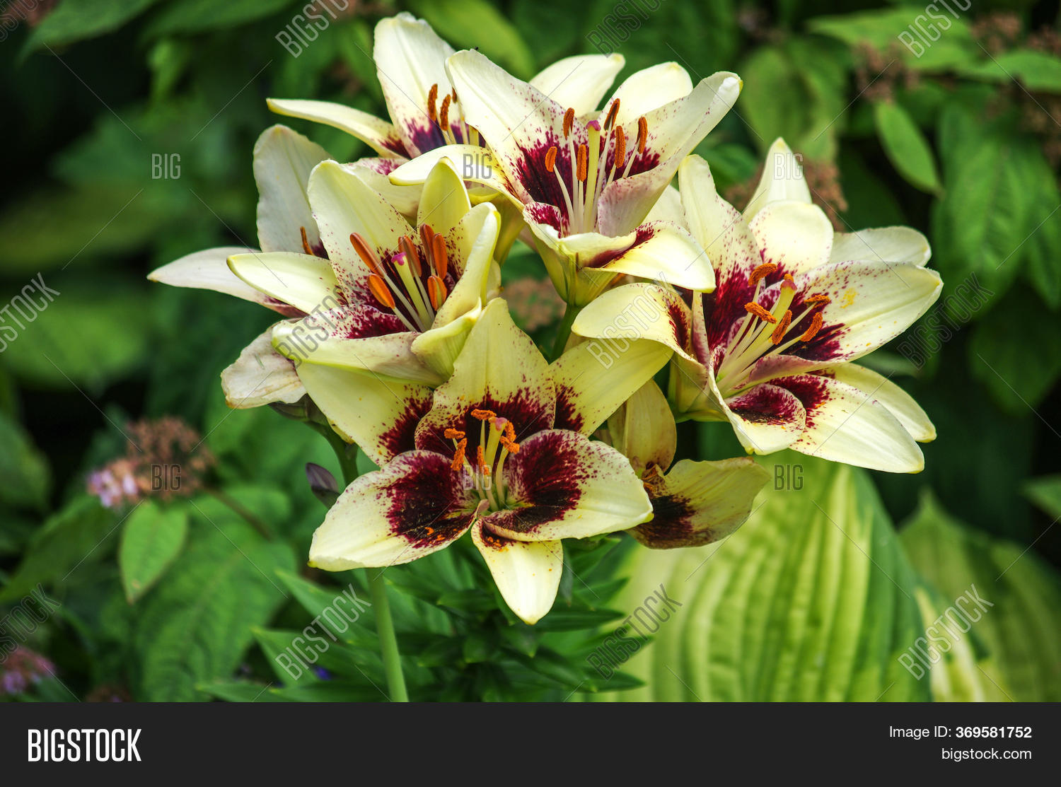 Lilium Garden Image & Photo (Free Trial) | Bigstock