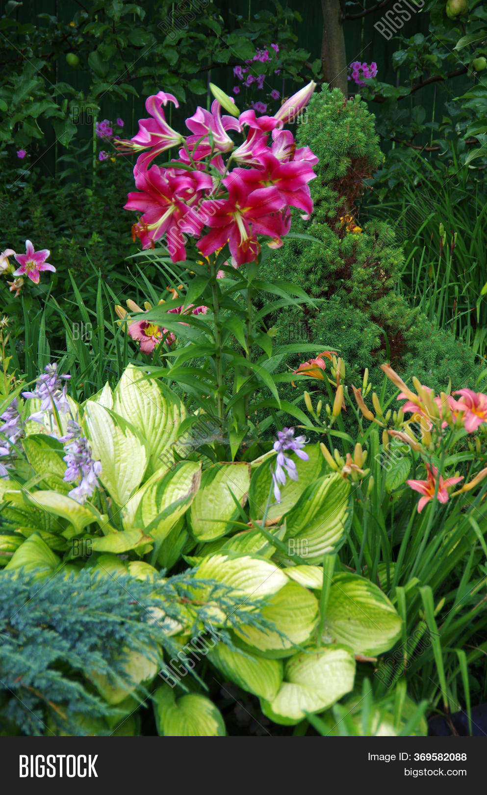 Hybrid Lilies Garden Image & Photo (Free Trial) | Bigstock