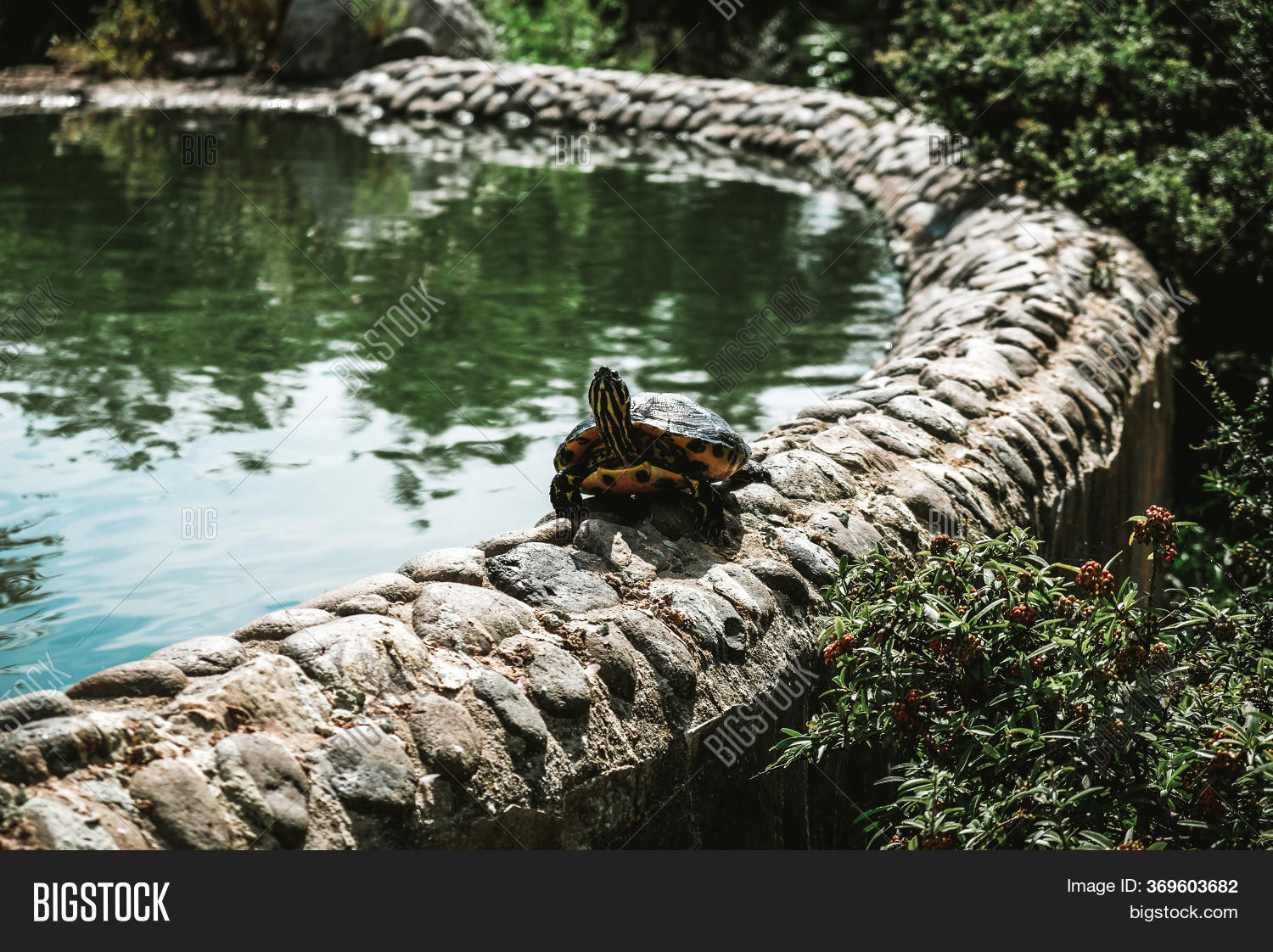 Cute Turtle Facing Image & Photo (Free Trial) | Bigstock
