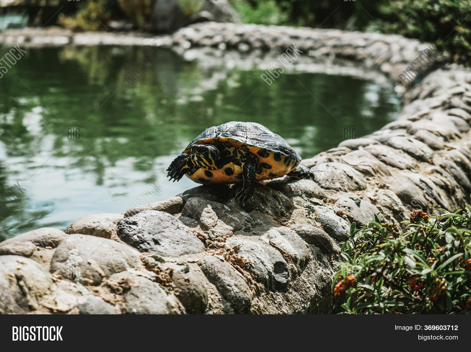 Scared Turtle Looking Image & Photo (Free Trial) | Bigstock