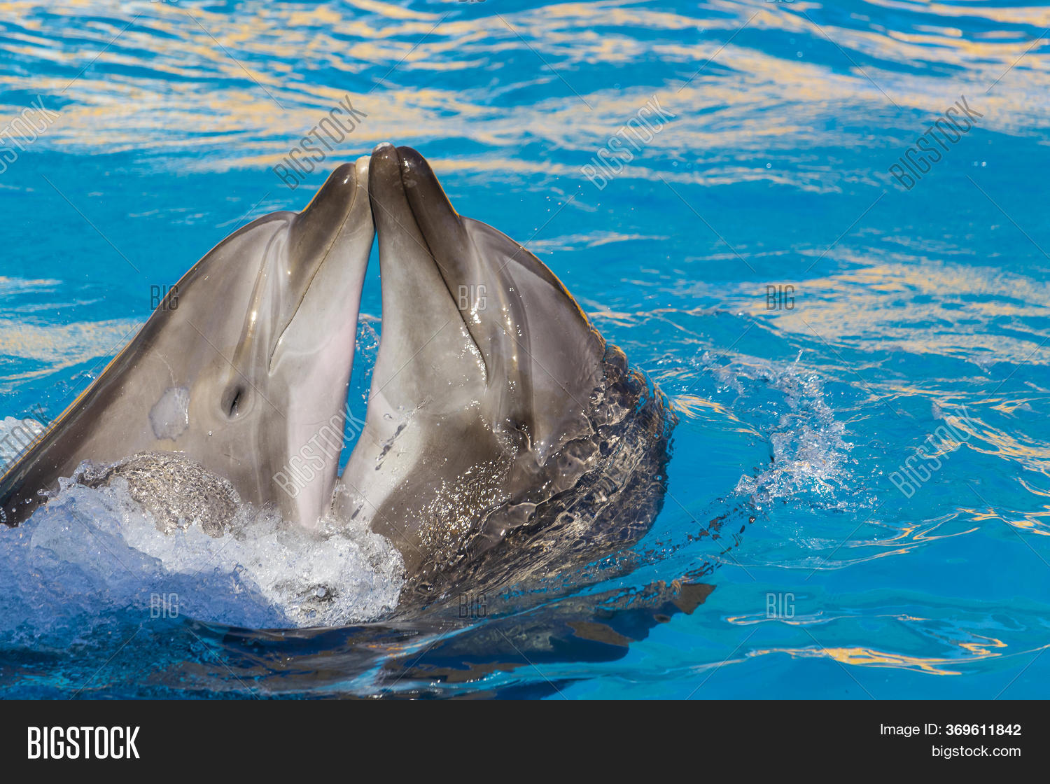 Loving Pair Dolphins Image & Photo (Free Trial) | Bigstock