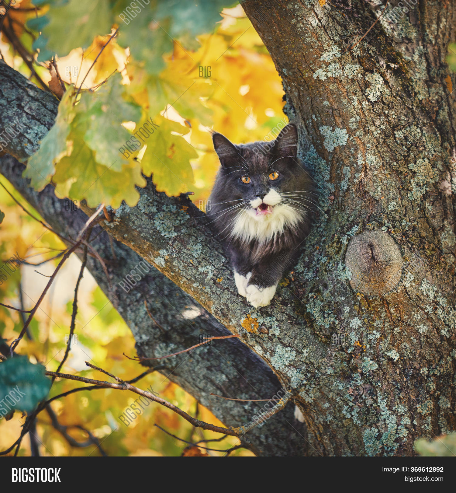 Cat Tree, Cat Trouble Image & Photo (Free Trial) | Bigstock