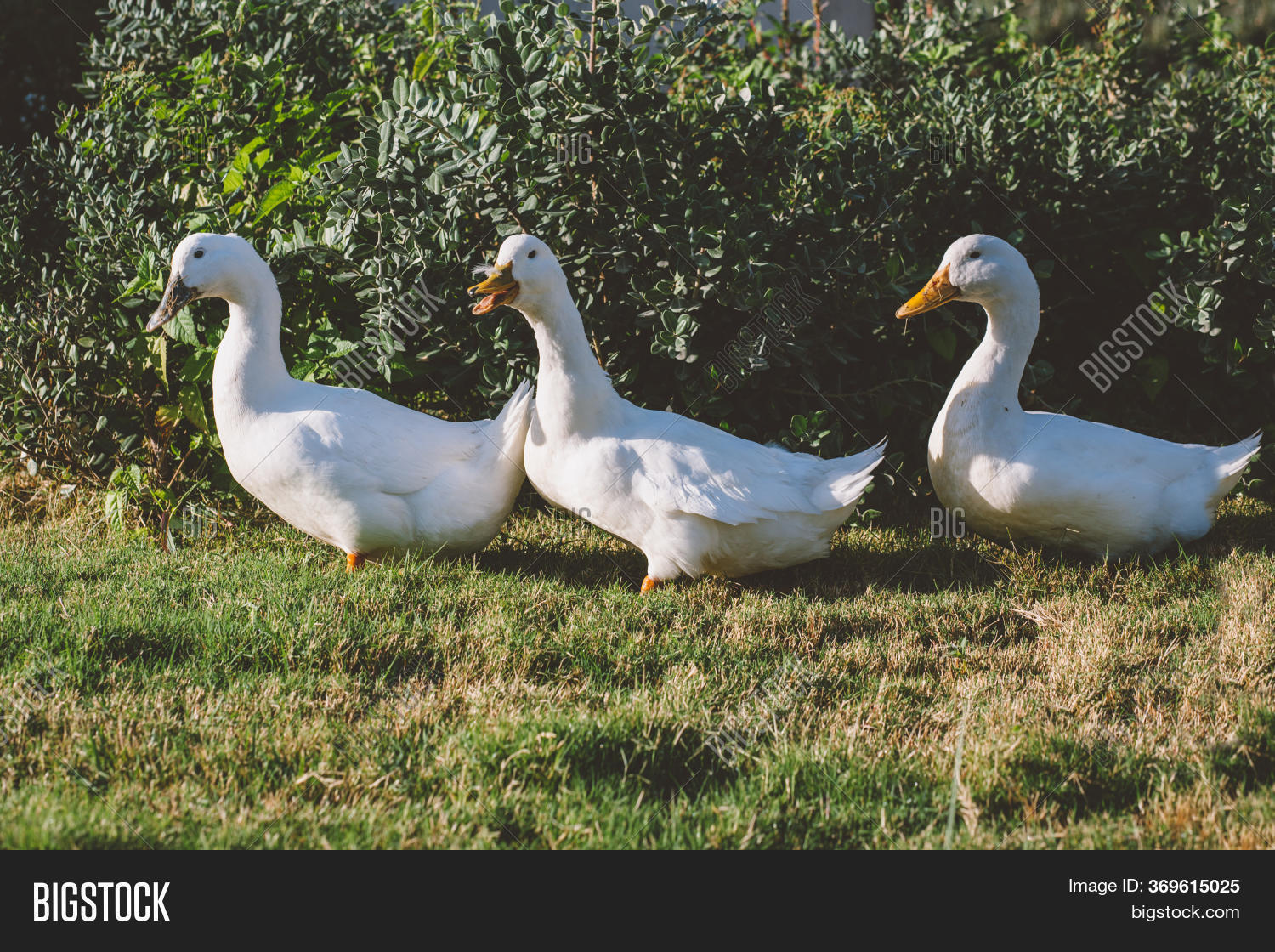 Three White Pure Goose Image & Photo (Free Trial) | Bigstock